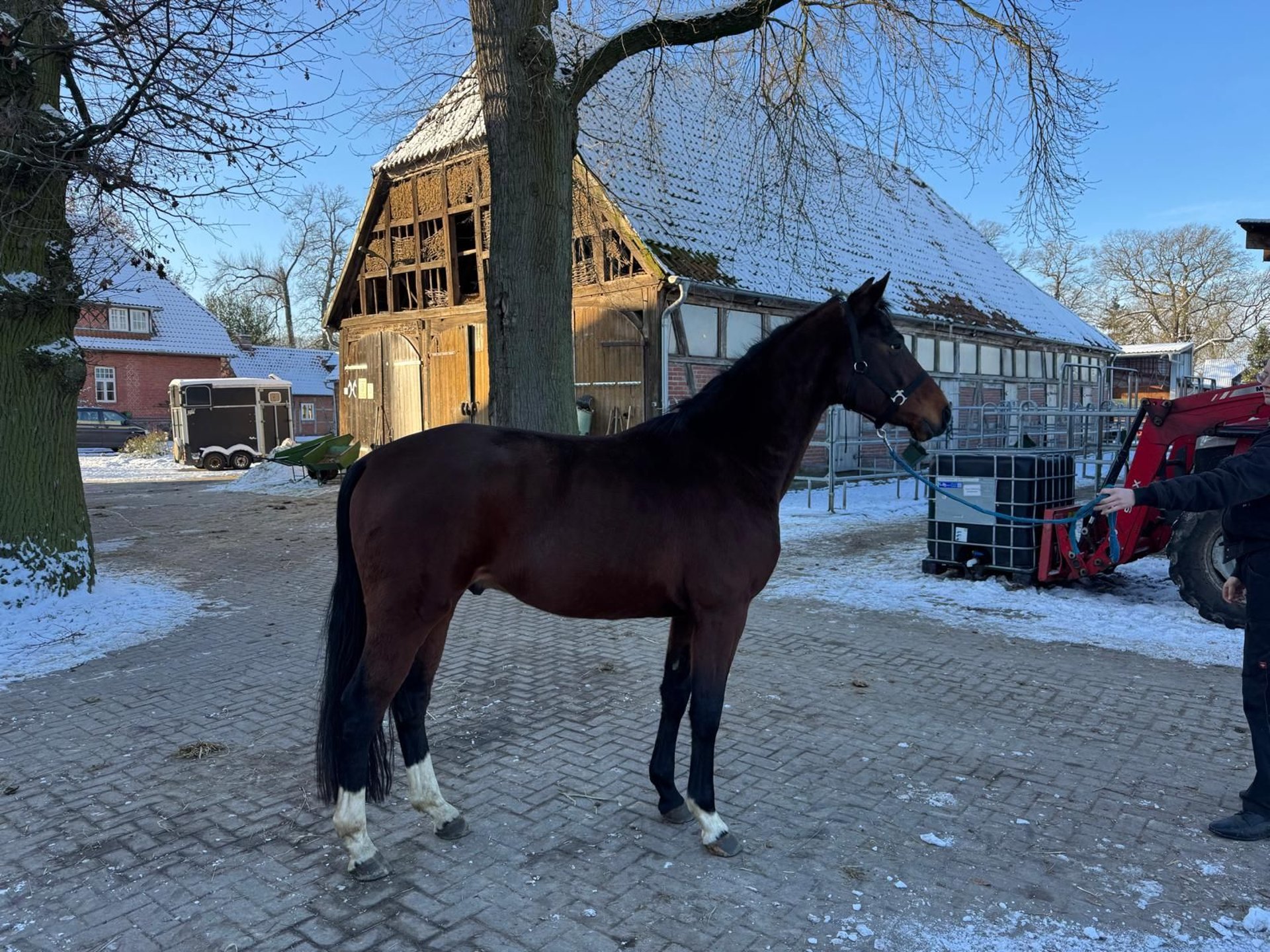 Hanoverian Gelding 4 years 15,3 hh Brown in Adelheidsdorf