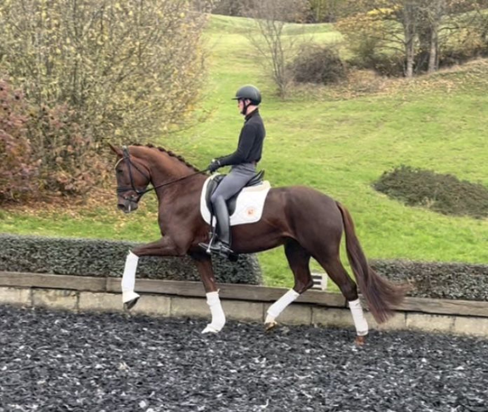 Deutsches Sportpferd Stute 6 Jahre 173 cm Dunkelfuchs in ...