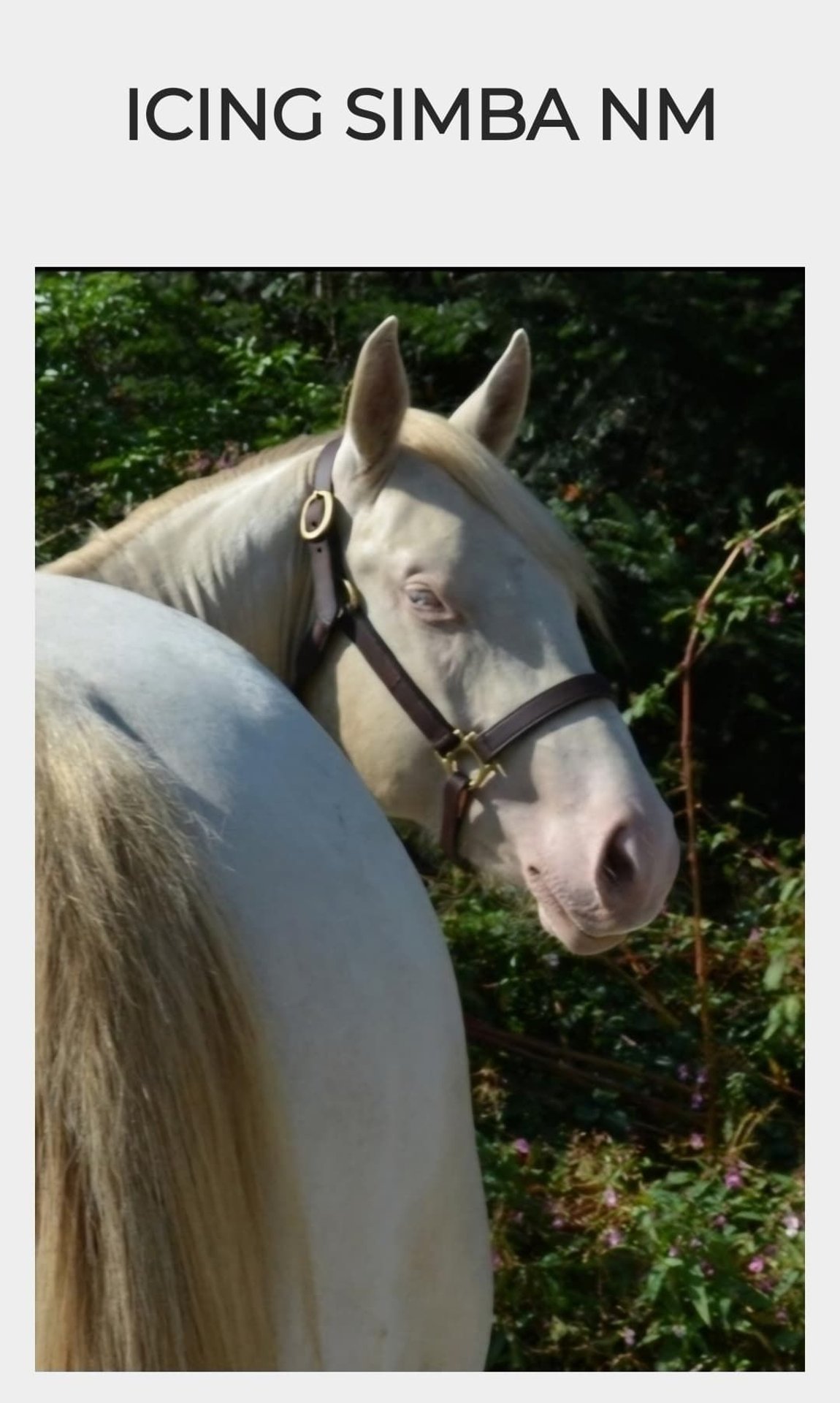 Icing Simba NM American Quarter Horse Stallion Perlino in Halfing