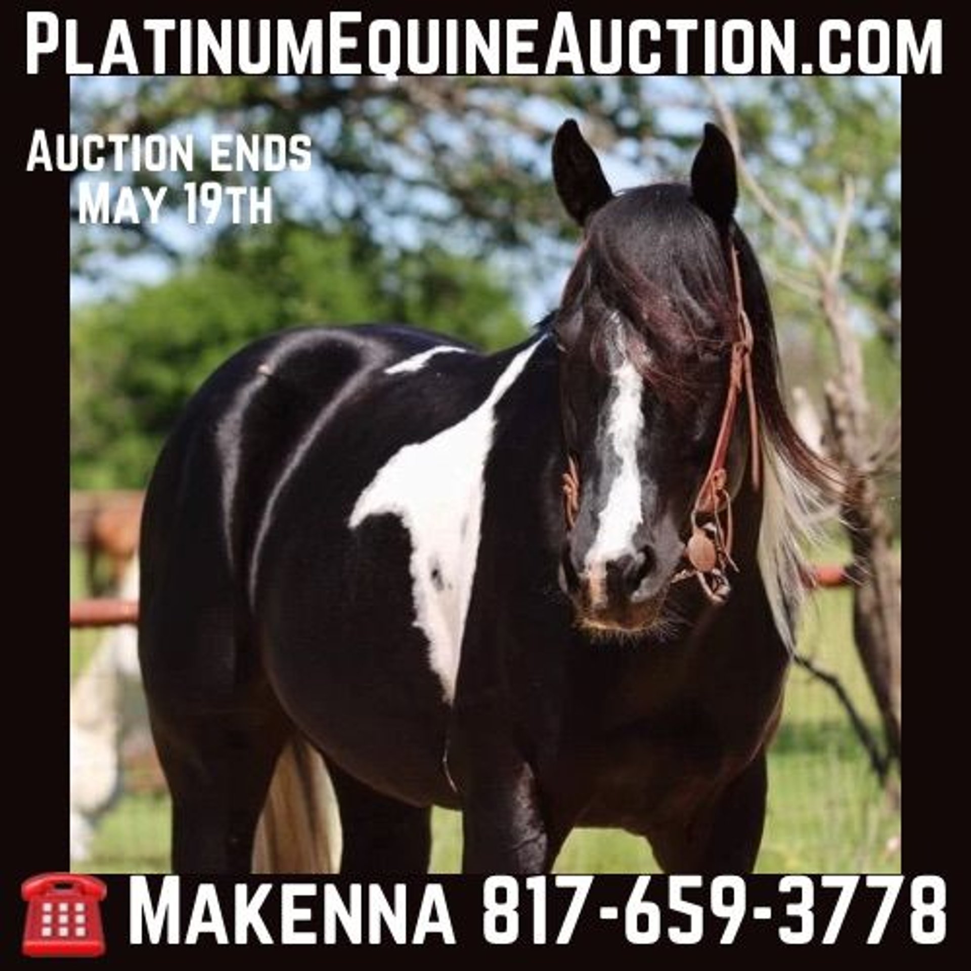 American Quarter Horse Gelding 5 years 15 hh Tobiano-all-colors in ...