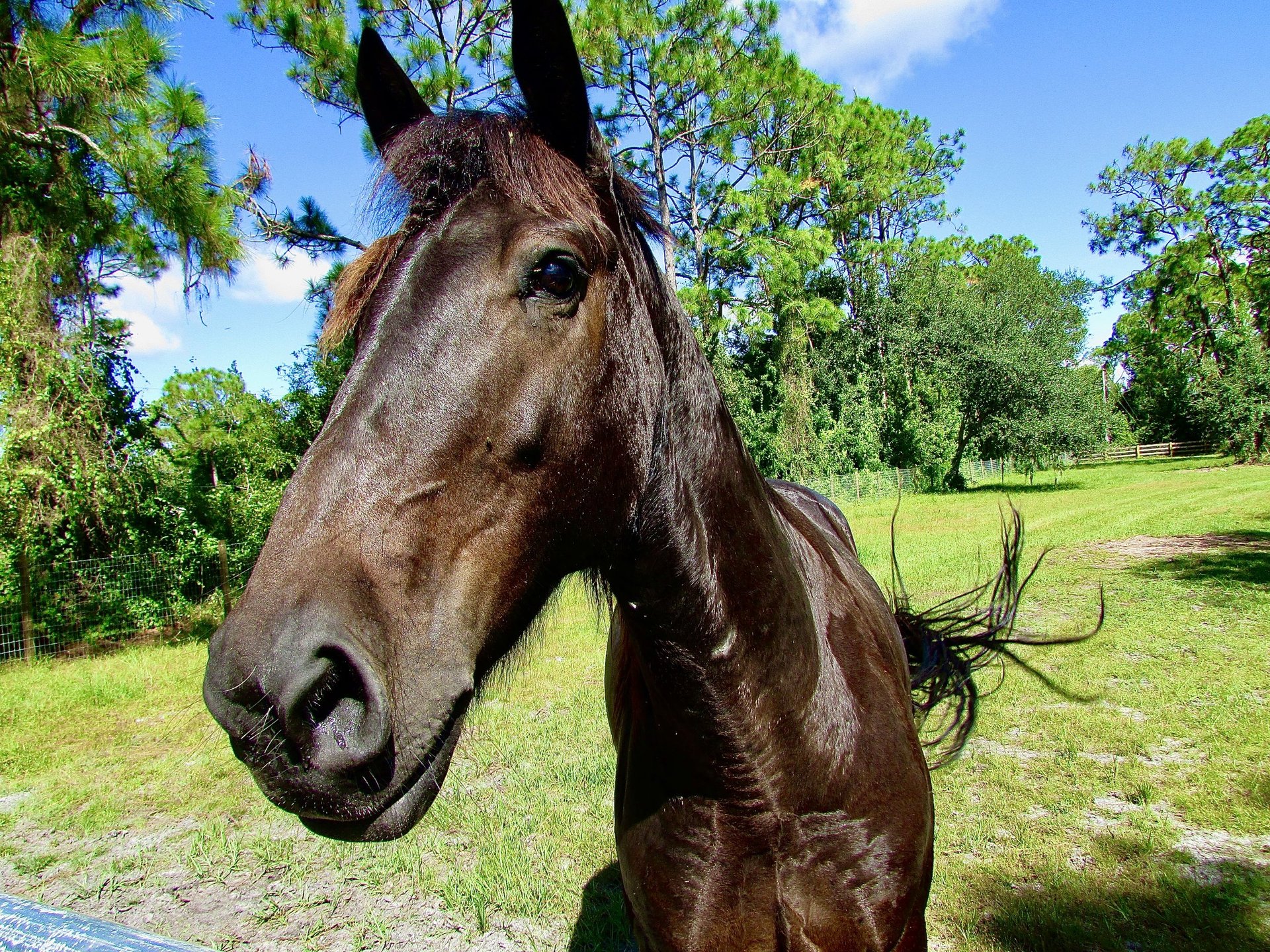 Friesian horses Mix Gelding 5 years 16 hh Black in North Fort Myers ...