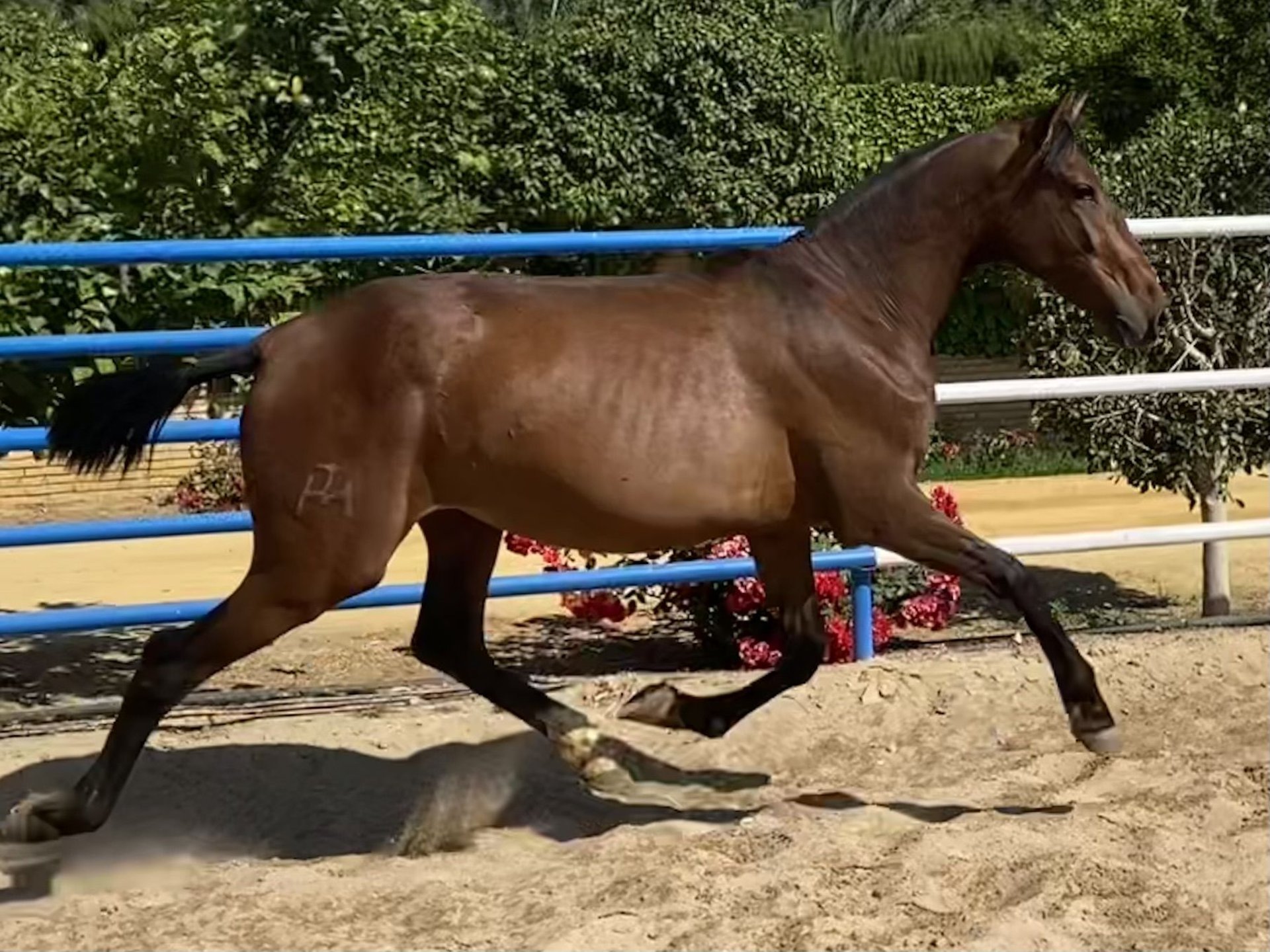 PRE Mare 3 years 16,1 hh Bay-Dark in Fuentes De Andalucia