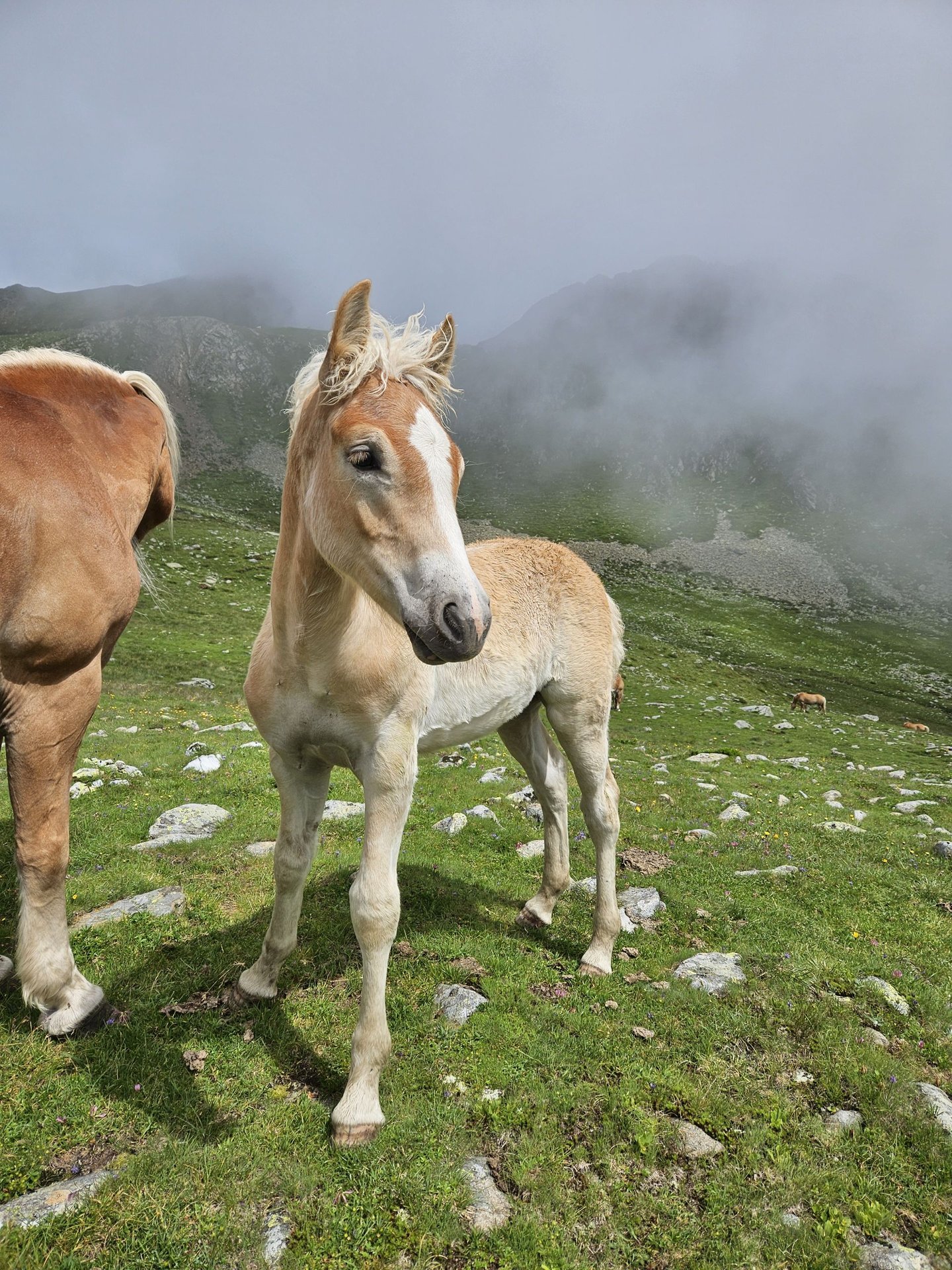 Haflinger Hengst Fohlen (03/2024) 153 cm in Ulten