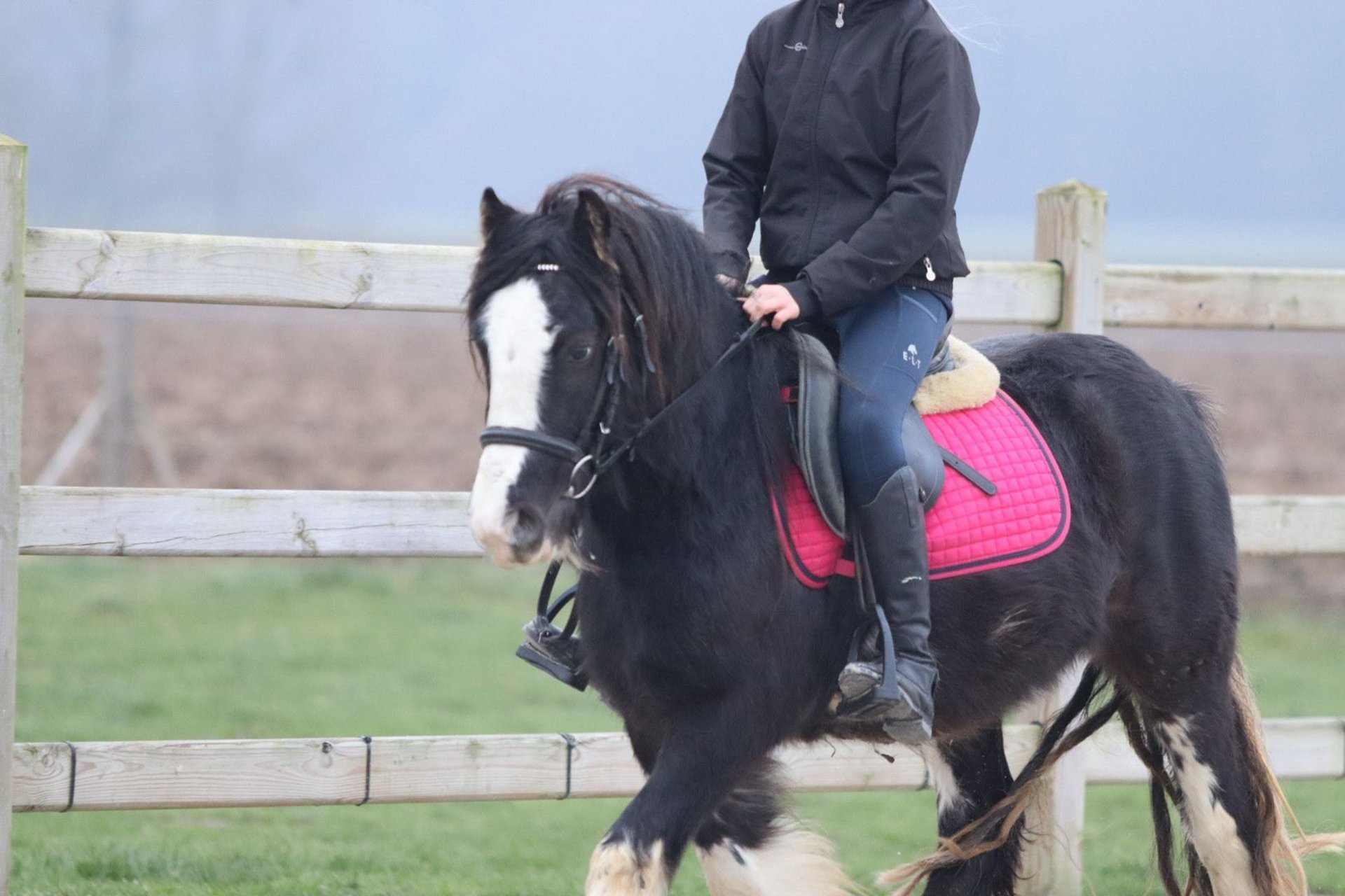Gypsy Horse Gelding 6 years 12,1 hh Black in Bogaarden