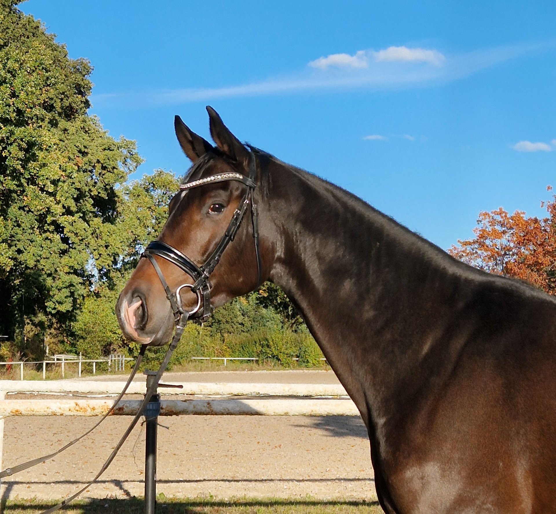 Hanoverian Gelding 4 years 16,2 hh Bay-Dark in Nienhagen