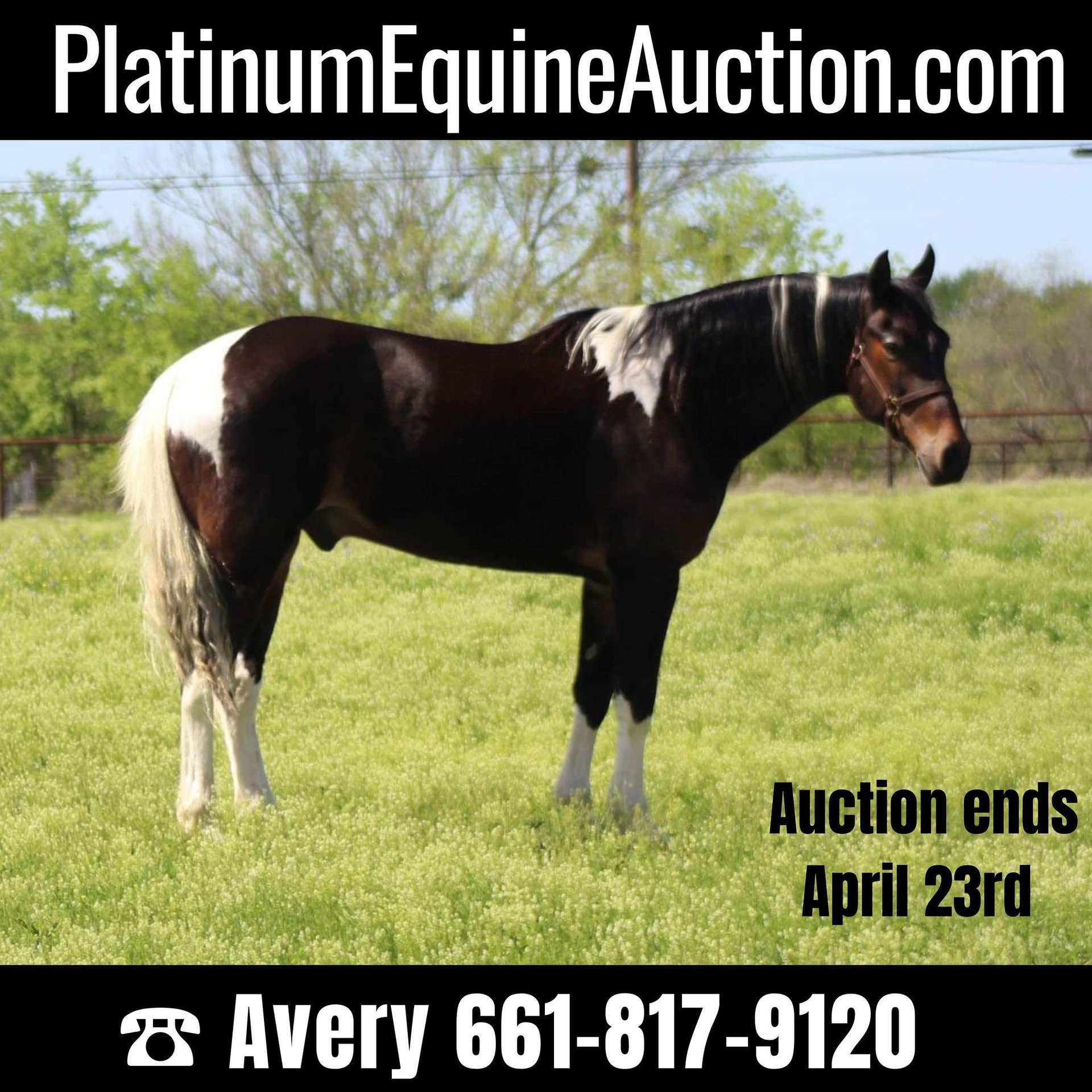 Tennessee Walking Horse Wallach 14 Jahre 160 cm Tobiano-alle-Farben in Stephenville TX