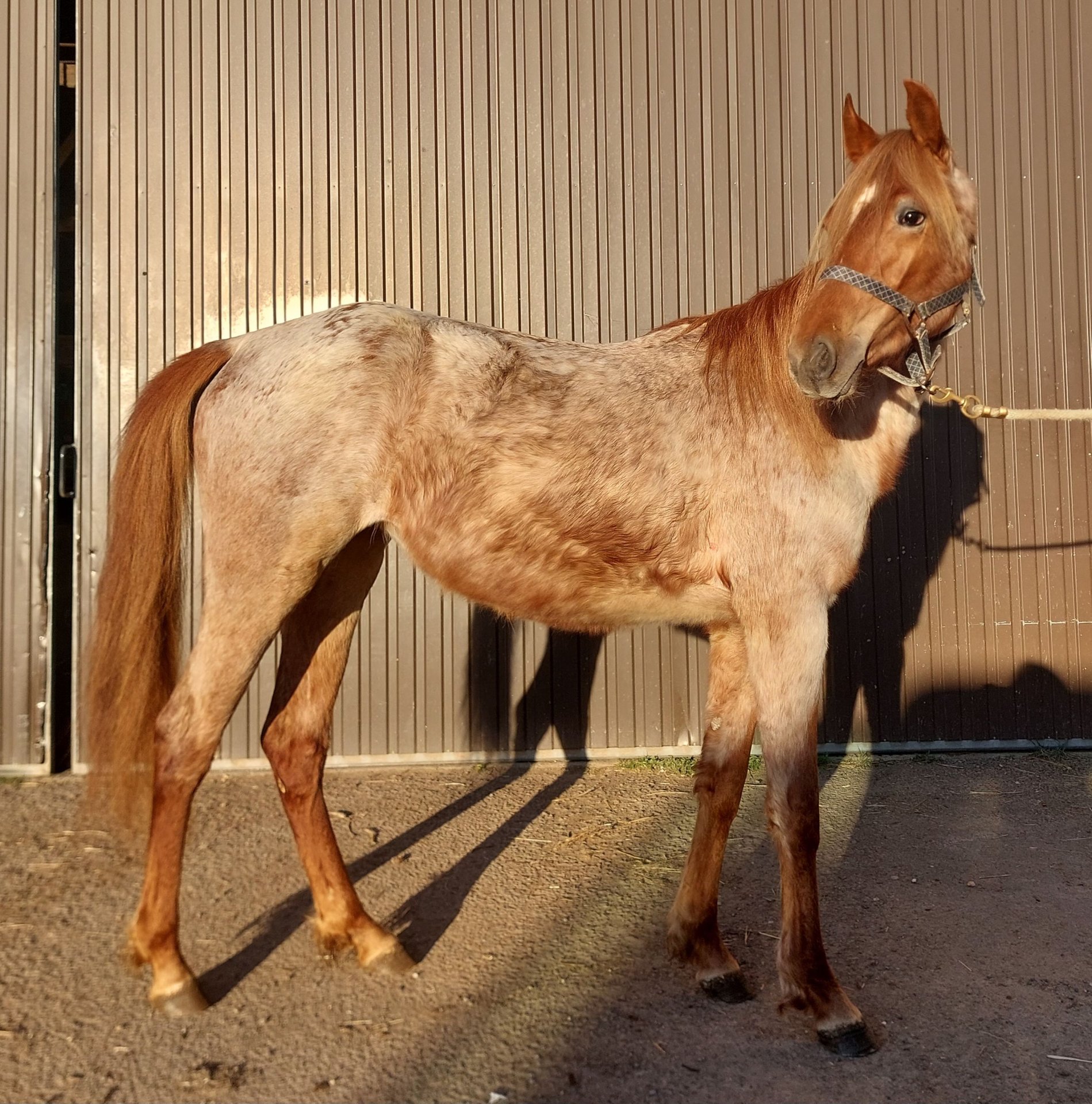 American Standardbred Mare 2 years 15,2 hh Roan-Red in Saarland