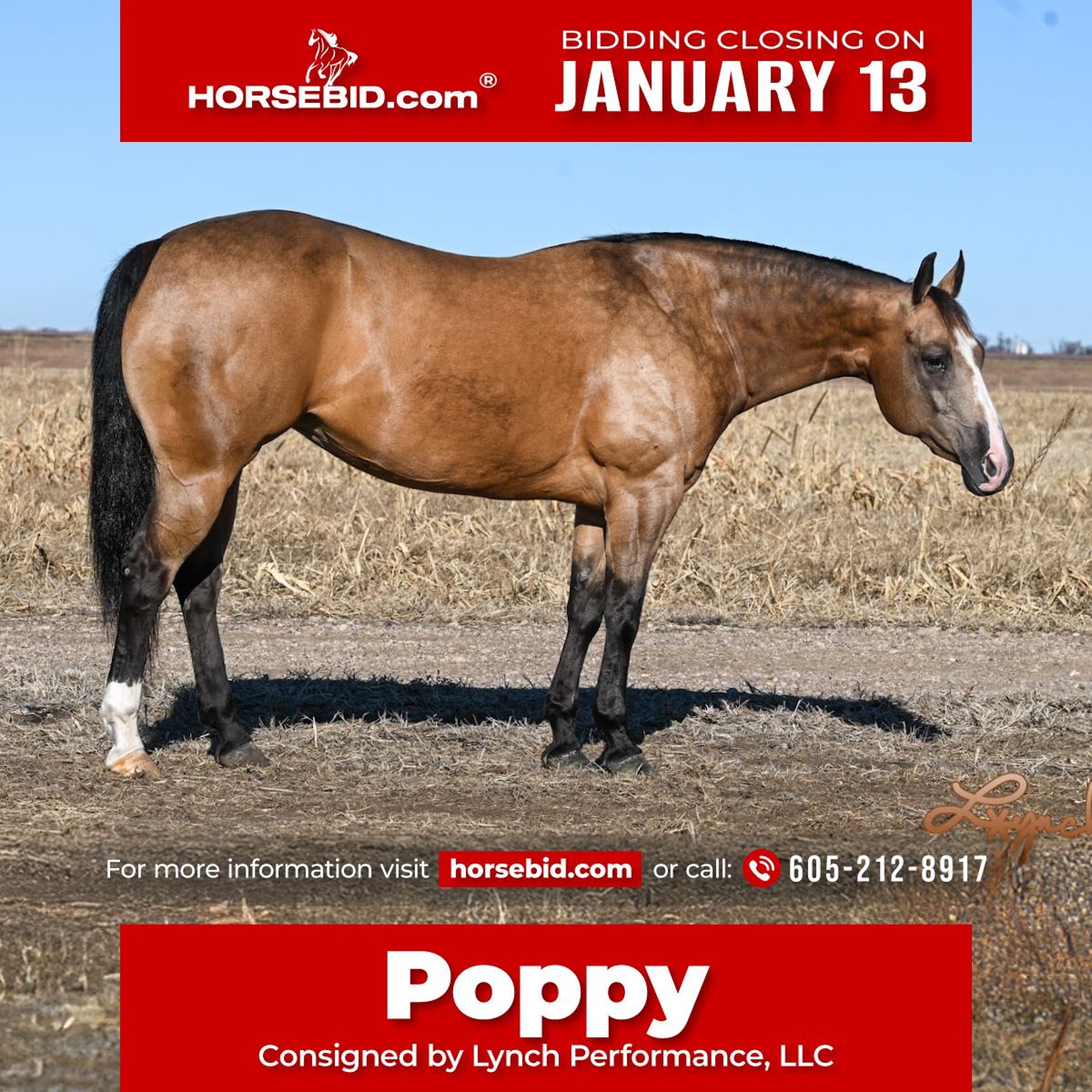 American Quarter Horse Mare 12 years 14,3 hh Buckskin in Canistota, SD