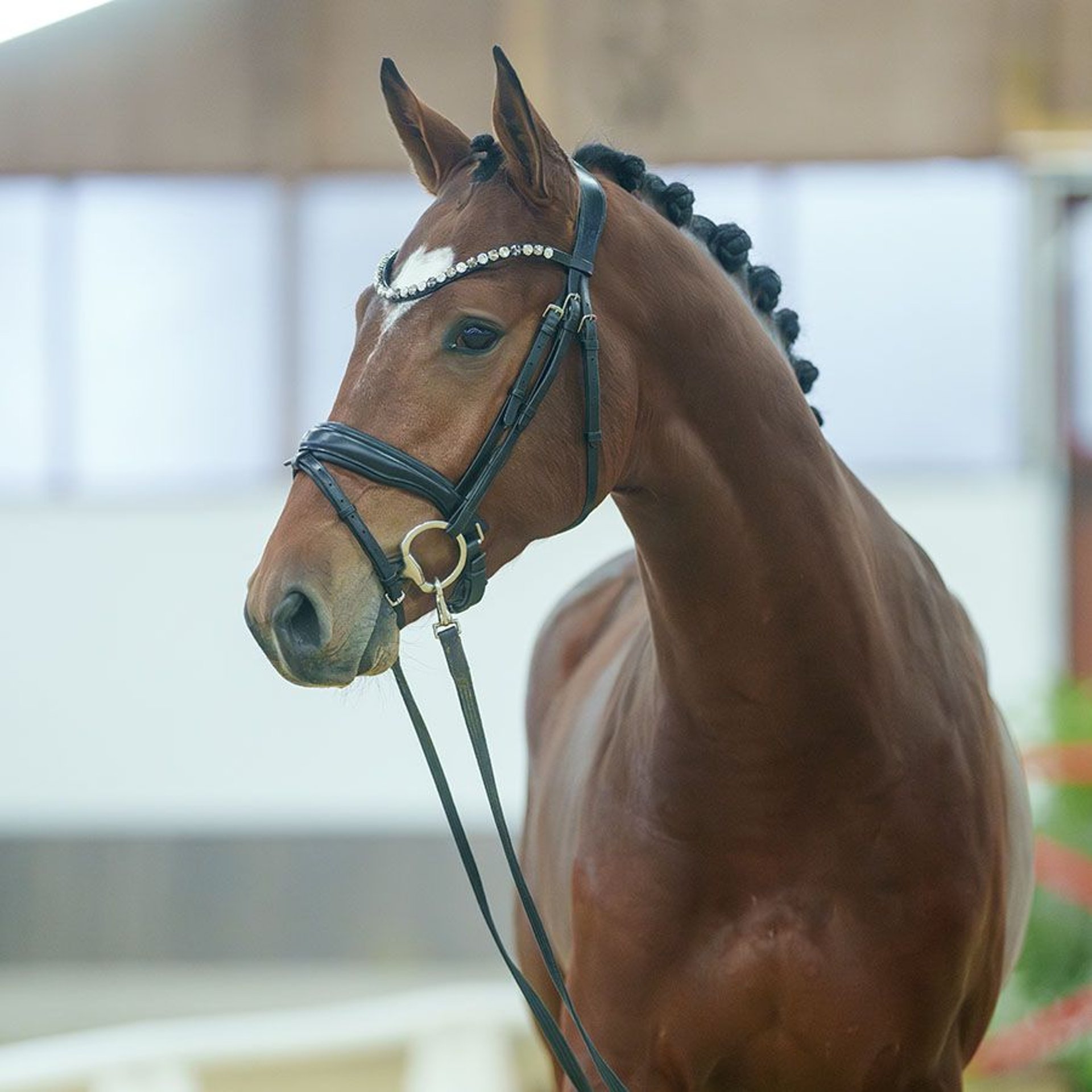 KWPN Stallion 3 years in Münster-Handorf