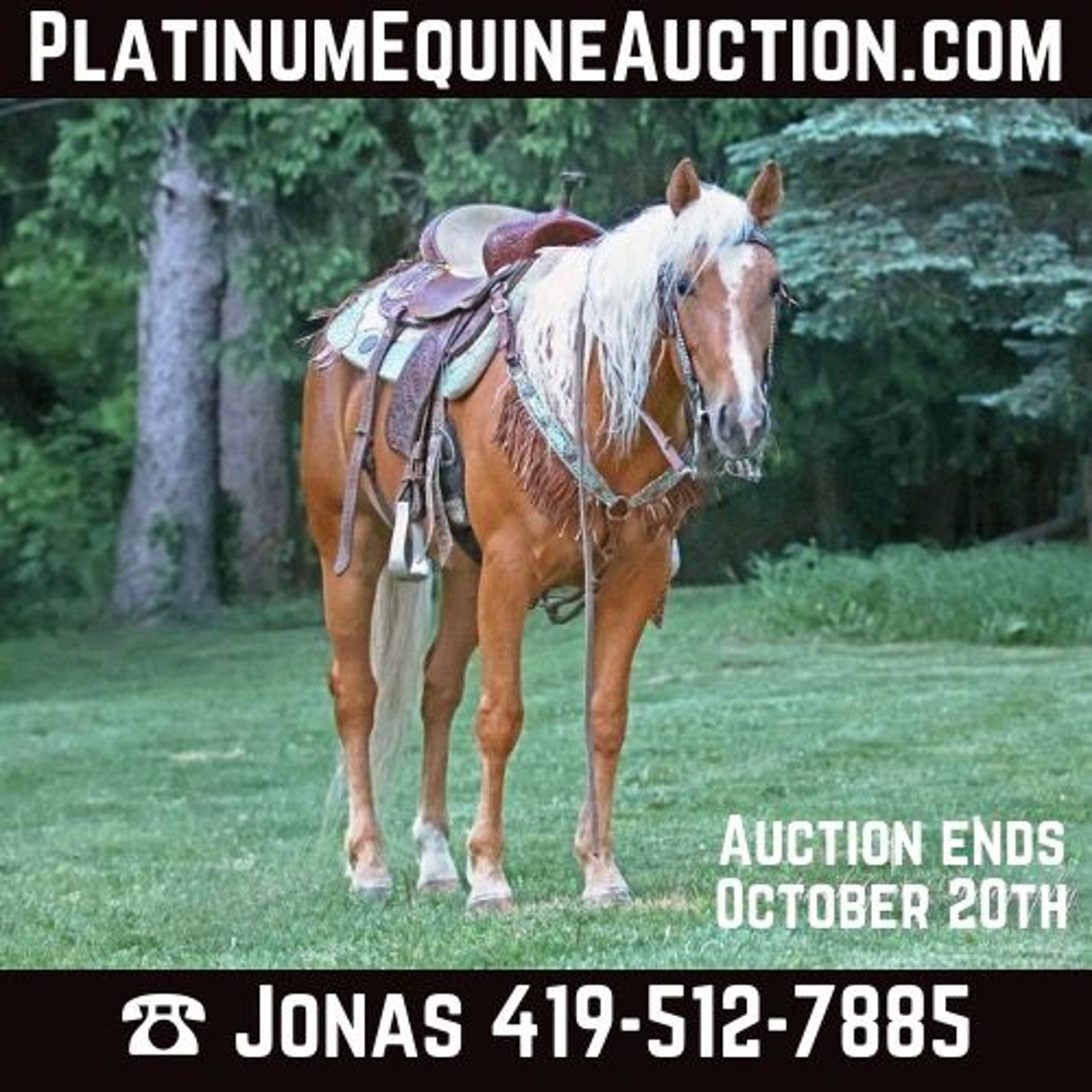 American Quarter Horse Gelding 6 years 14,2 hh Palomino in Ashland OH