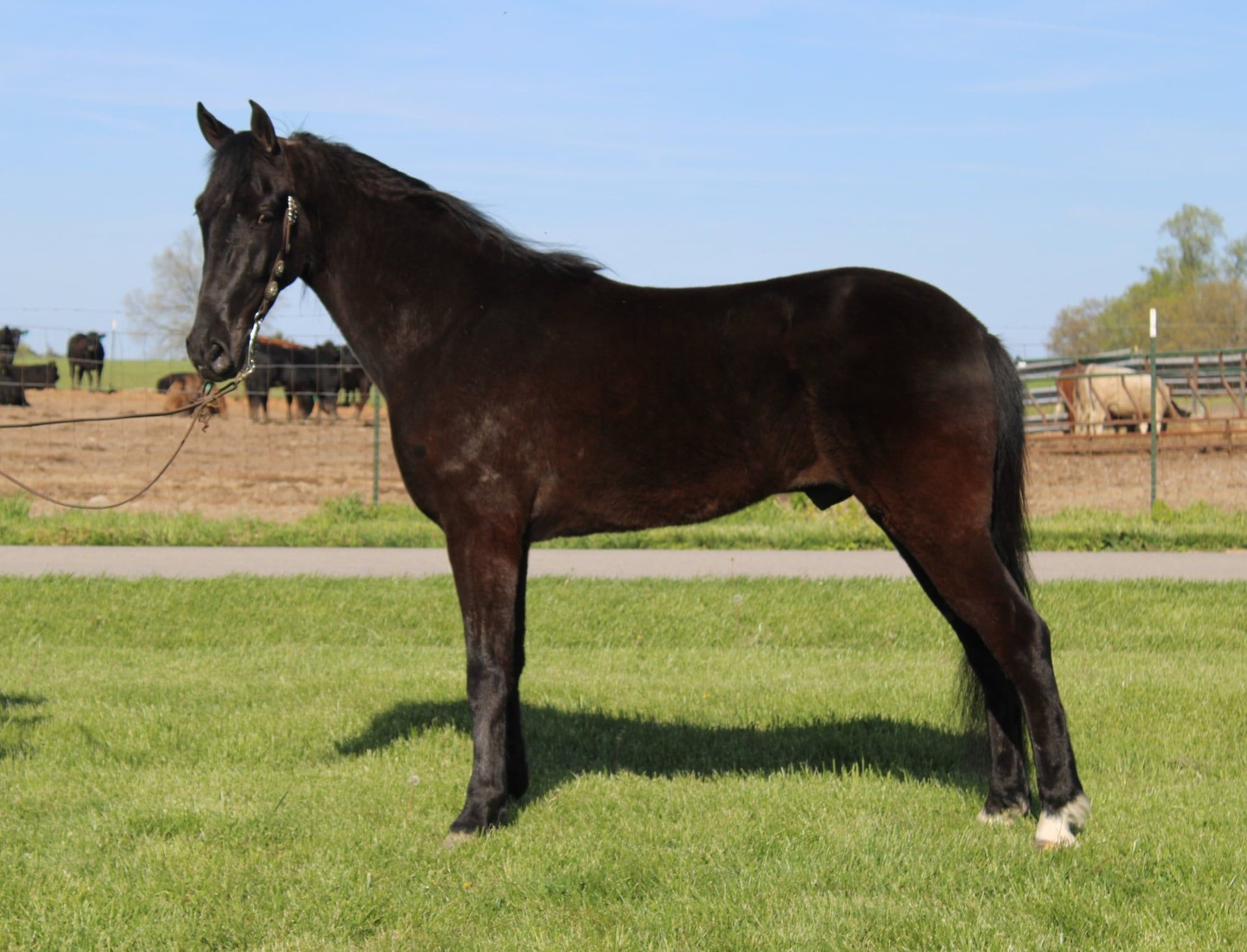 Tennessee Walking Horse Wallach 4 Jahre 152 cm Rappe in Eubank, KY