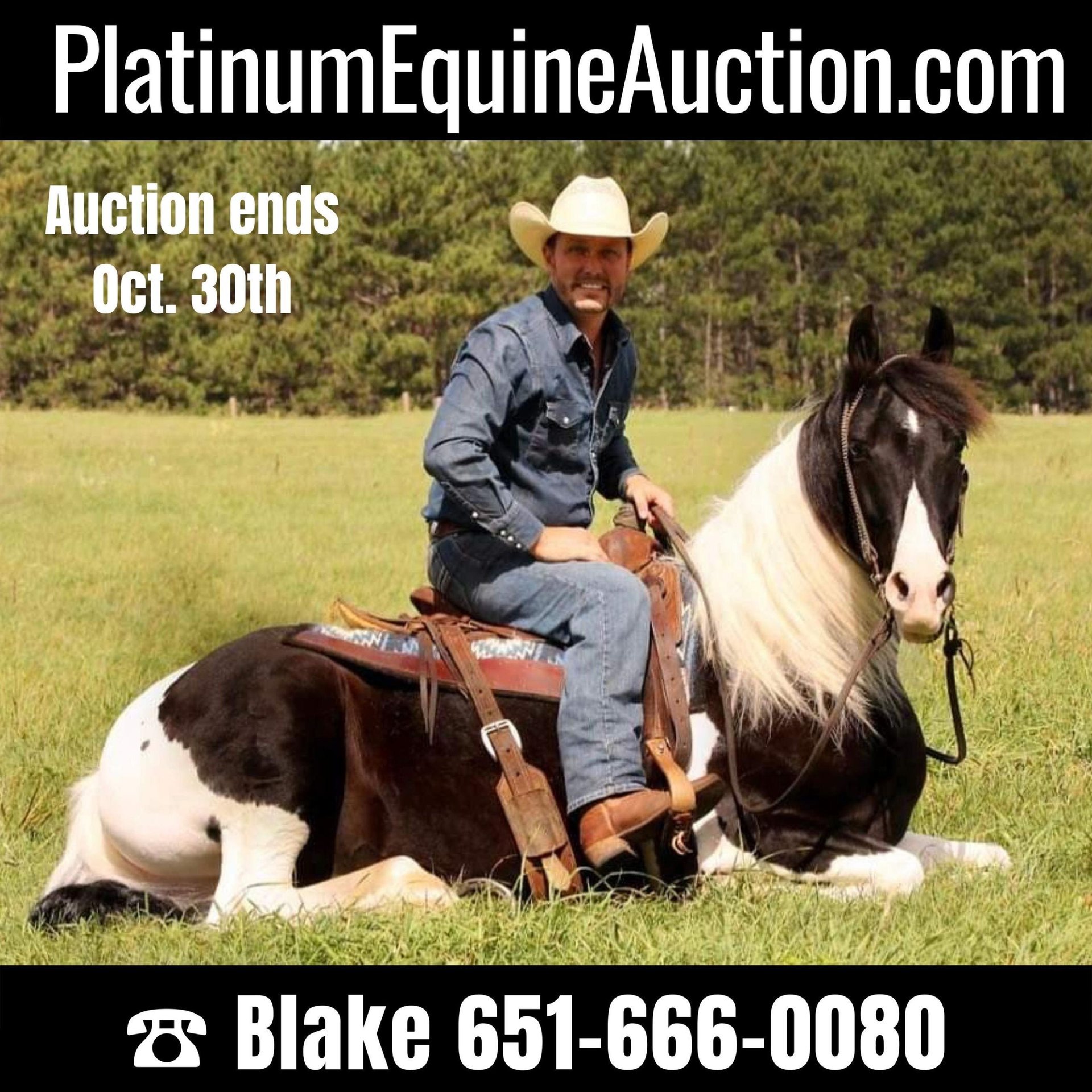 American Quarter Horse Gelding 11 years 14,2 hh Tobiano-all-colors in ...