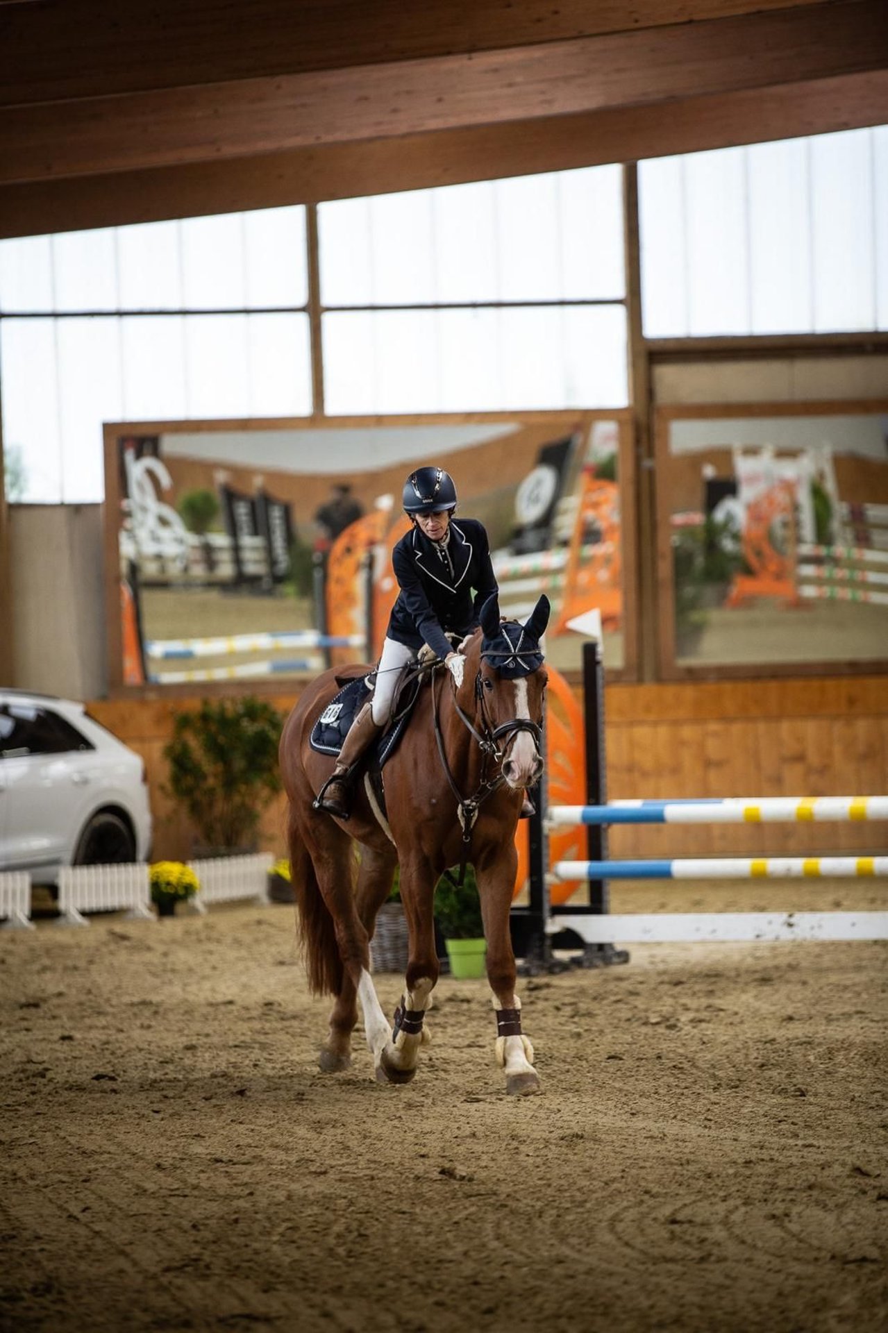 German Sport Horse Gelding 8 years 17 hh Chestnut-Red in Vlotho