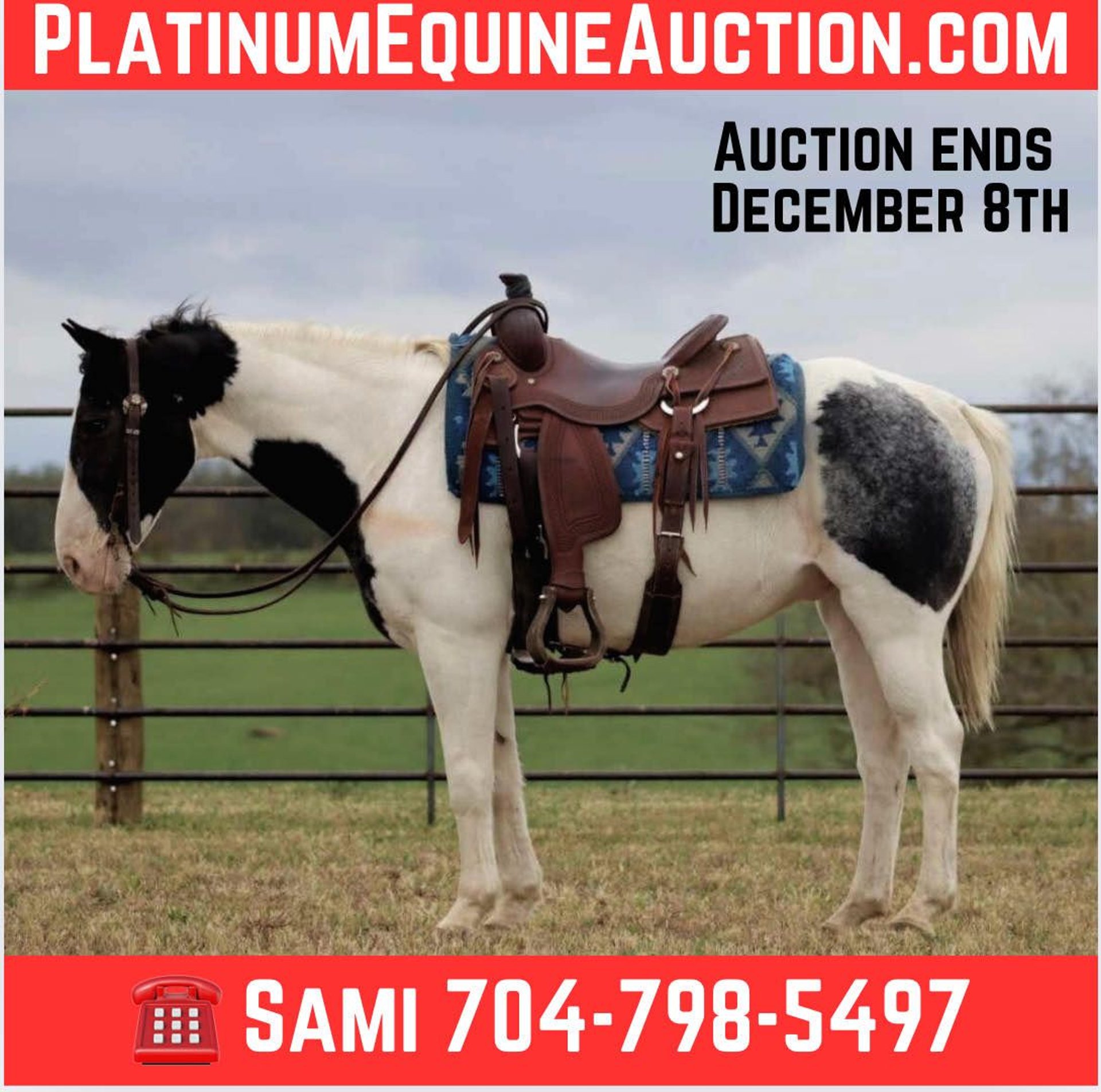 American Quarter Horse Gelding 8 years 14,1 hh Roan-Blue in Brooksville KY