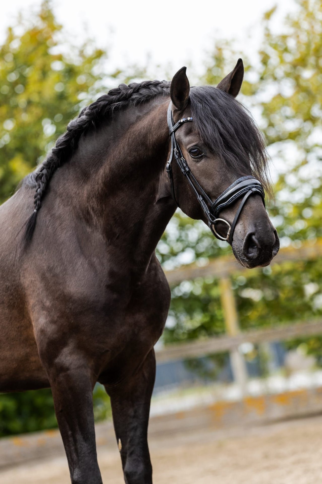 PRE Mix Hengst 5 Jahre 163 cm Rappe in Sm