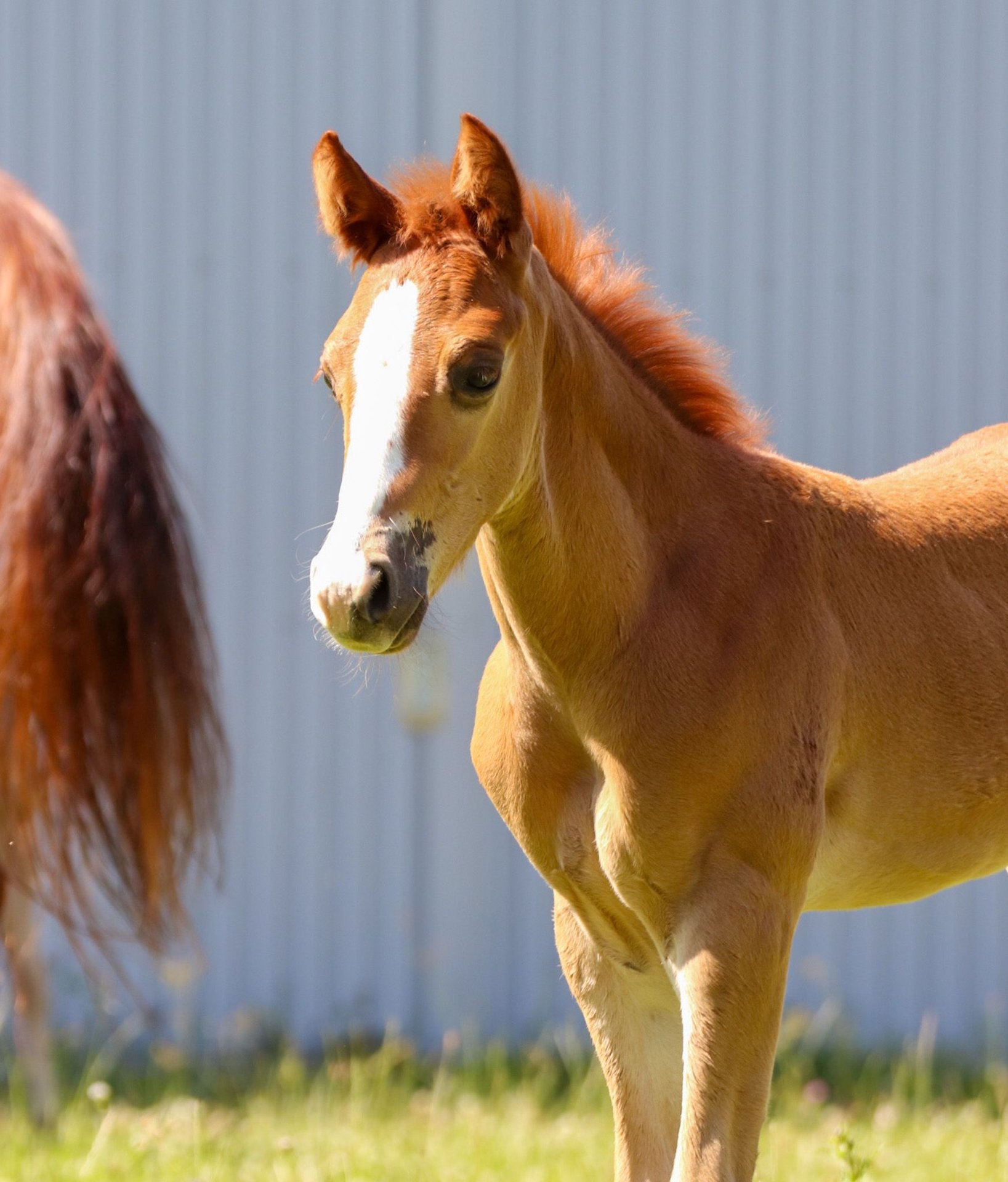 American Quarter Horse Stallion 1 year in Memmingen