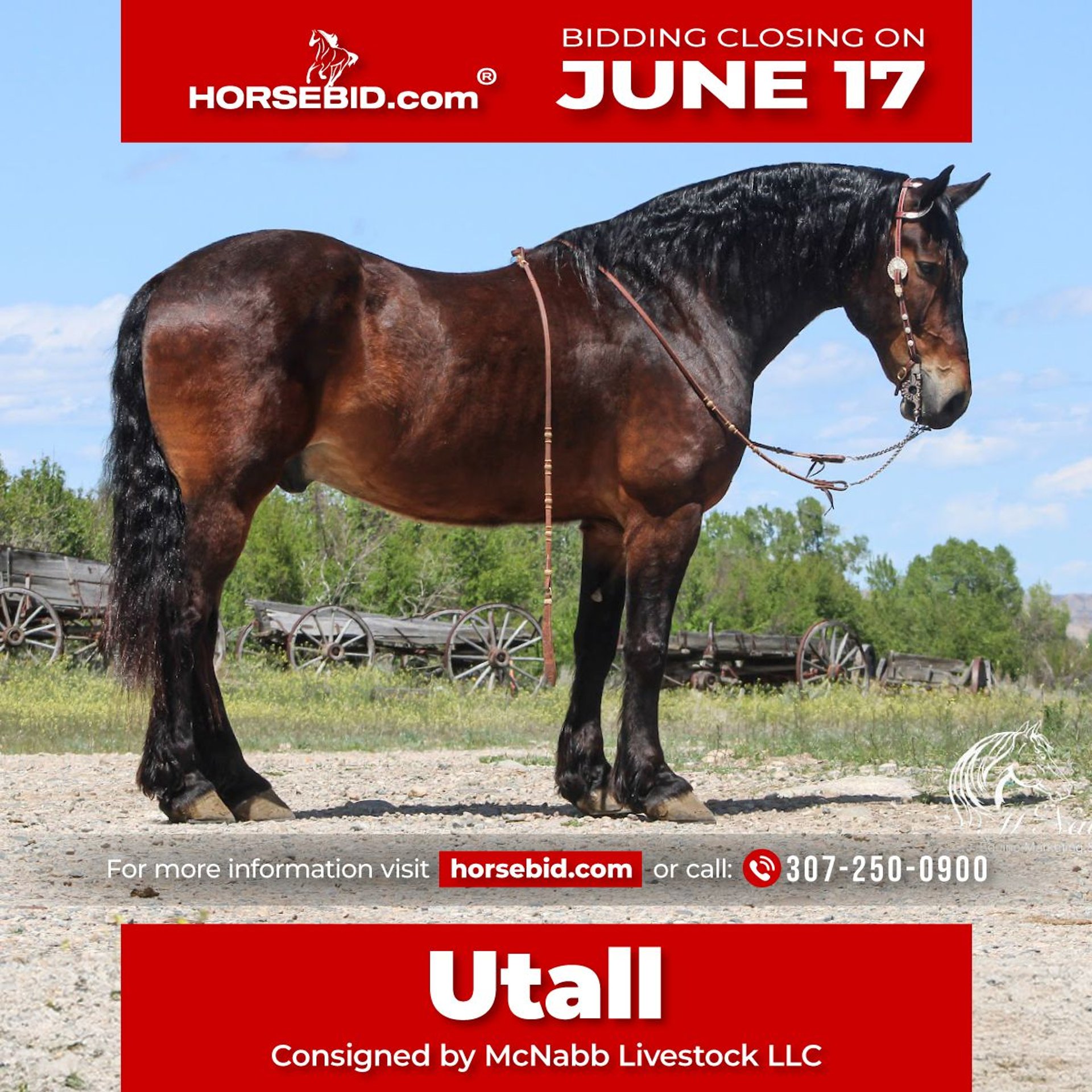 Friesen Mix Wallach 11 Jahre 163 cm Rotbrauner in Cody, WY