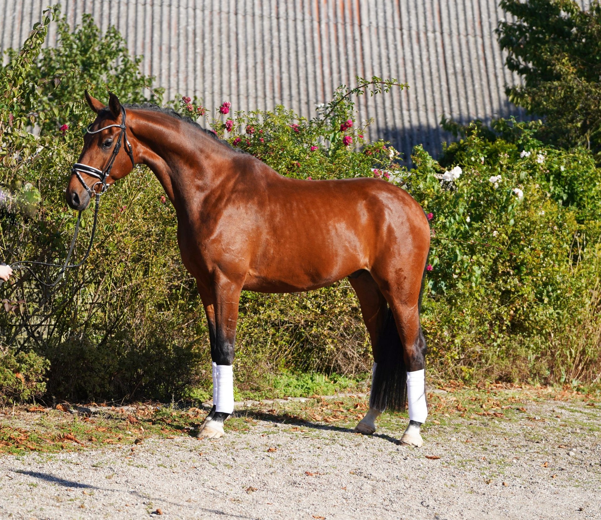 Hanoverian Gelding 5 years 17 hh in Hohenfelde