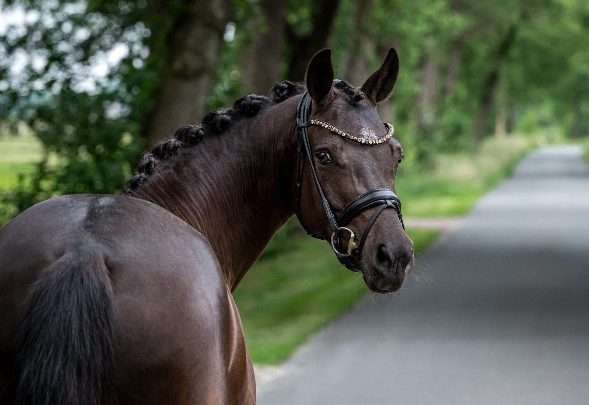 German Riding Pony Mare 6 years 14,1 hh Black in Wetter (Ruhr)