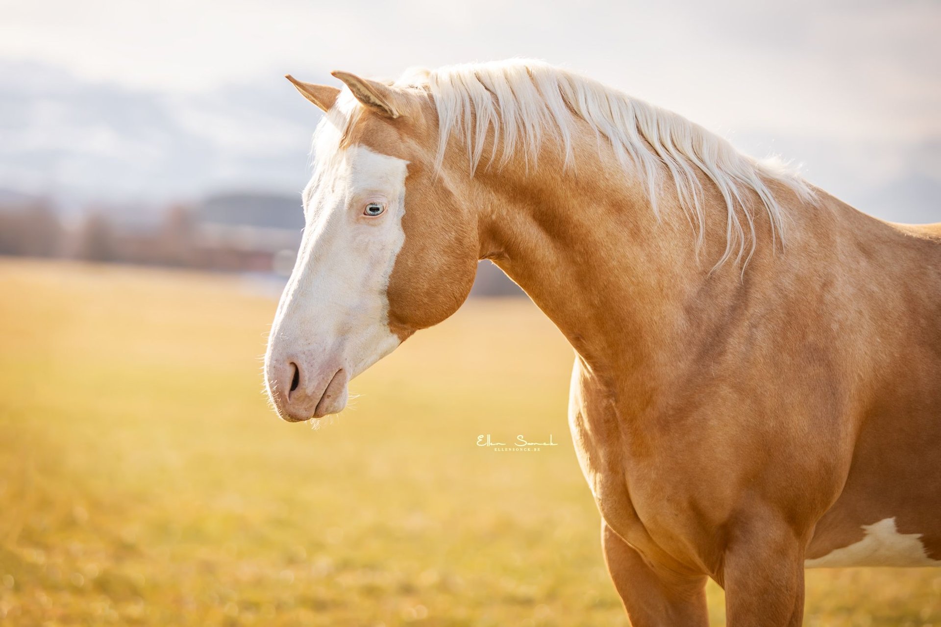 American Quarter Horse Stallion Overo-all-colors in Haldenwang