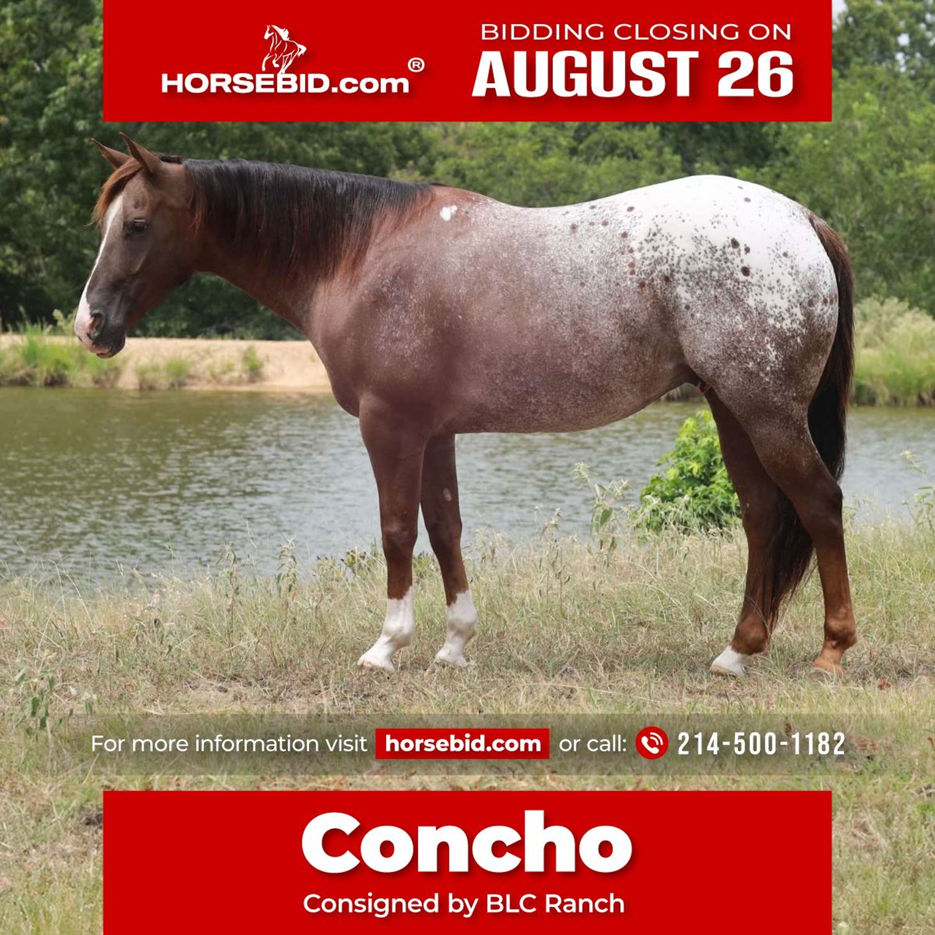 Appaloosa Wallach 8 Jahre 152 cm Dunkelfuchs in Grand Saline