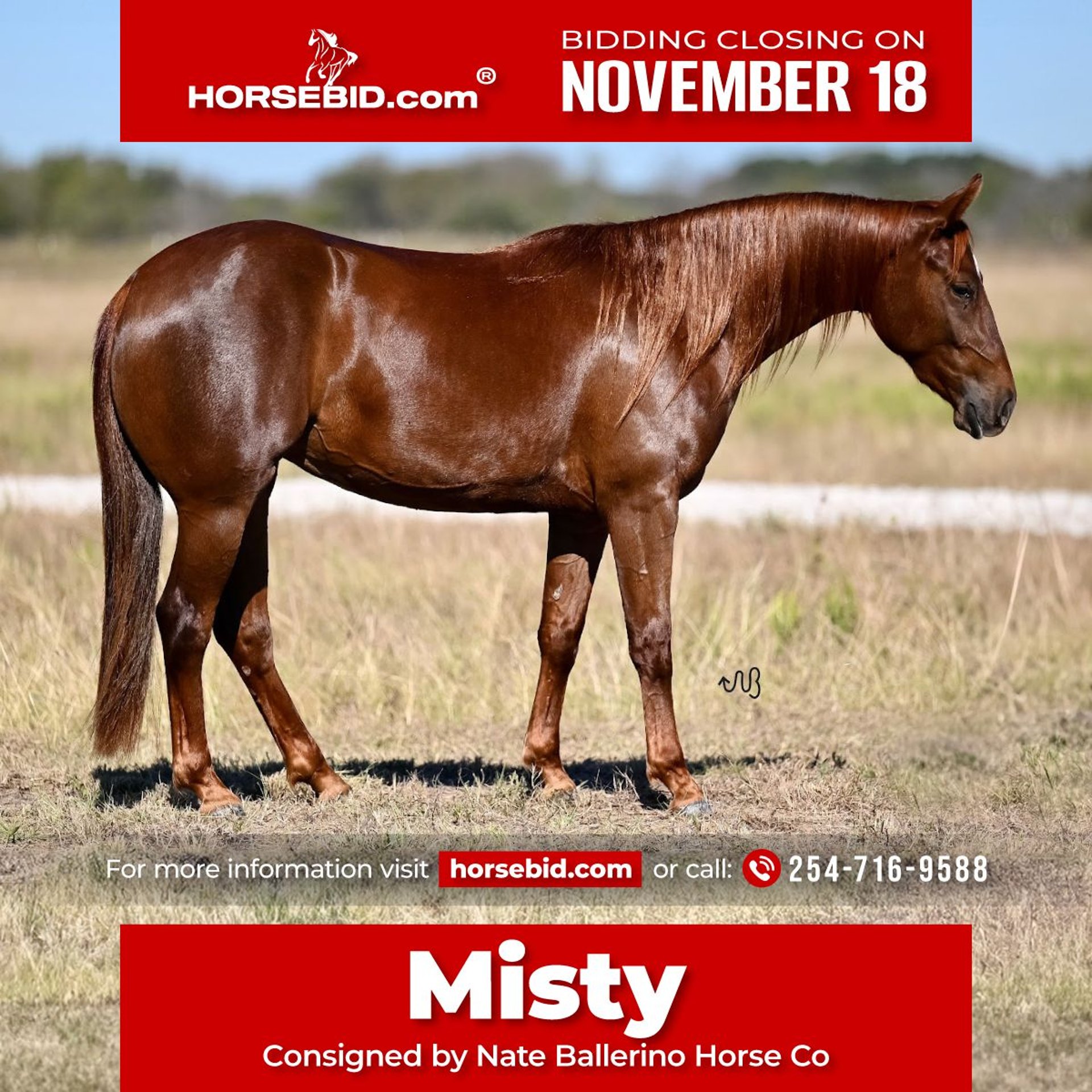 Caballo cuarto de milla Yegua 2 años 142 cm Alazán rojizo in Waco