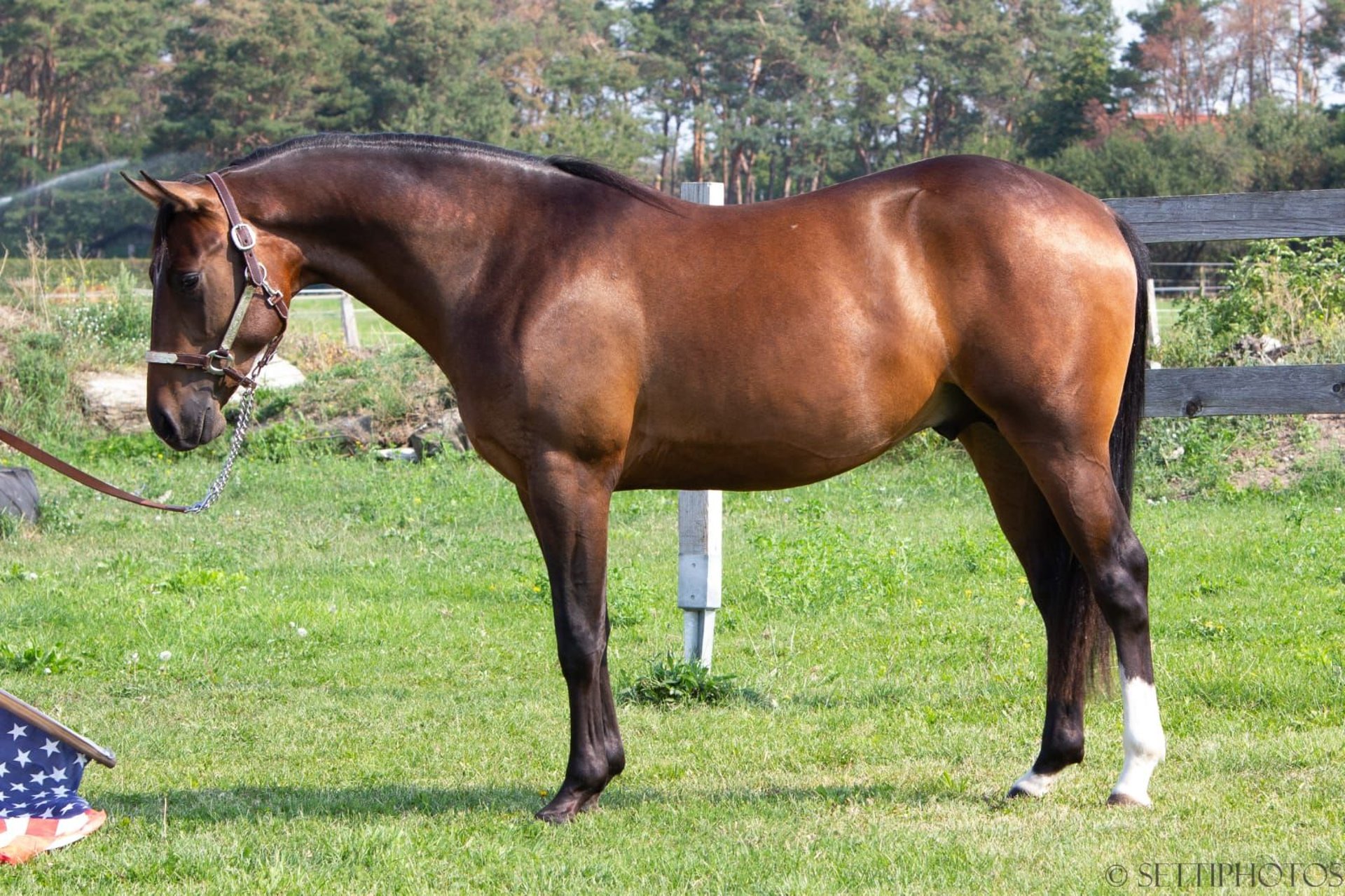 American Quarter Horse Gelding 8 years 15 hh Brown in Buschvitz