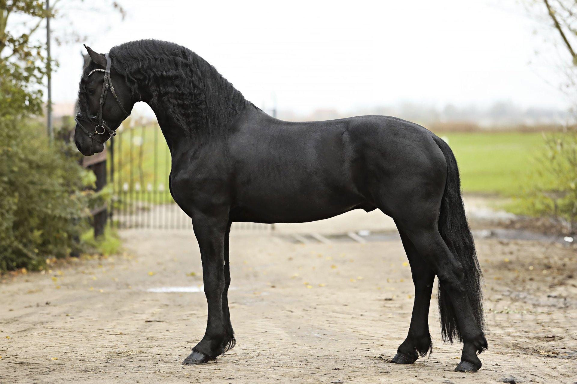 Friesen Hengst 5 Jahre 167 cm Rappe in Britswert