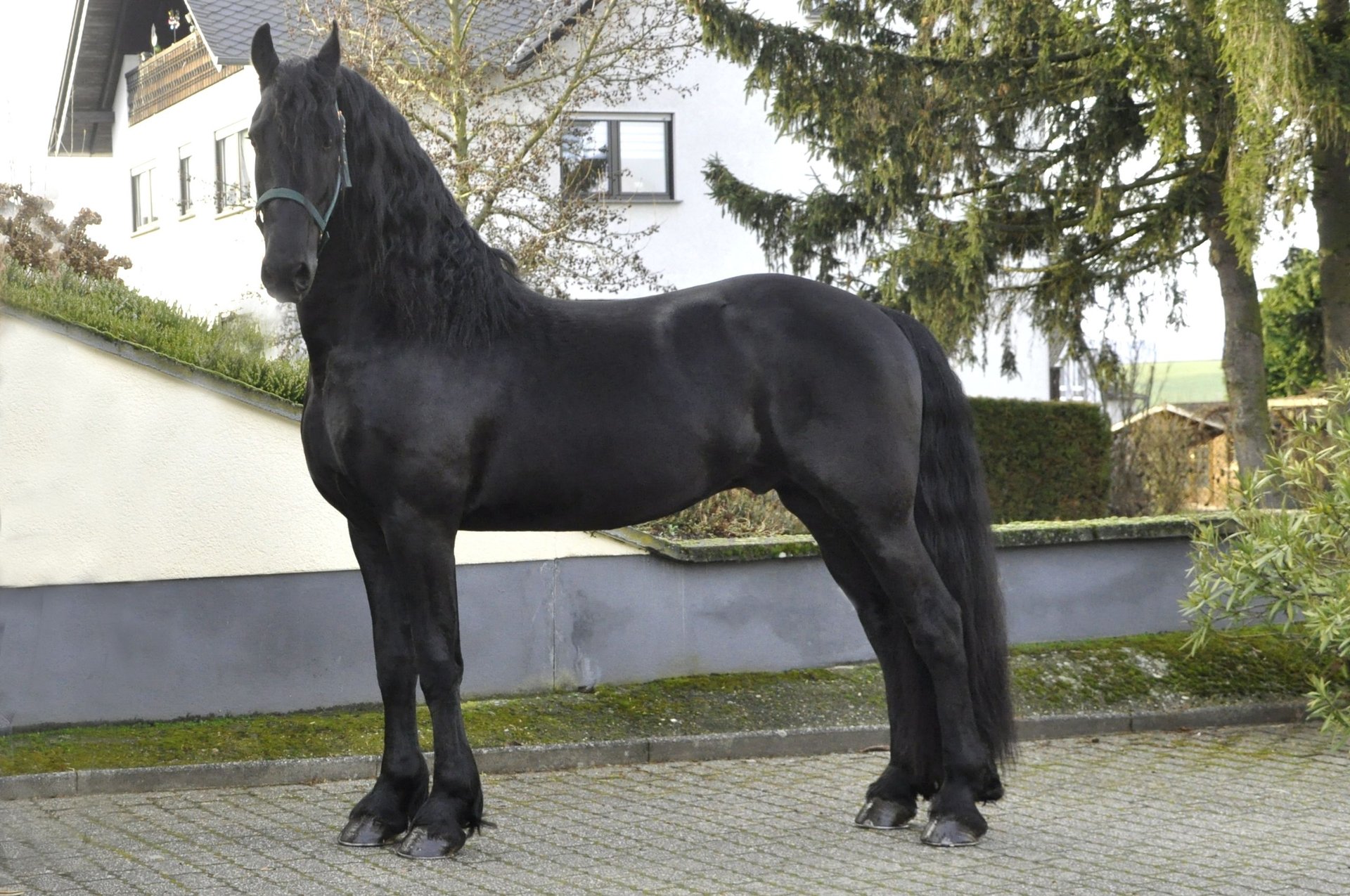 Fries paard Hengst 4 Jaar 167 cm Zwart in Ochtendung