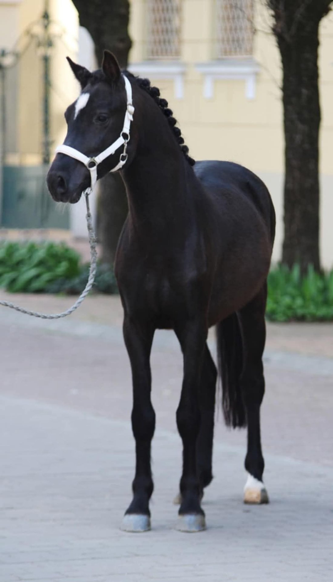 Weitere Ponys/Kleinpferde Wallach 5 Jahre 148 cm Rappe in Wien, Innere ...