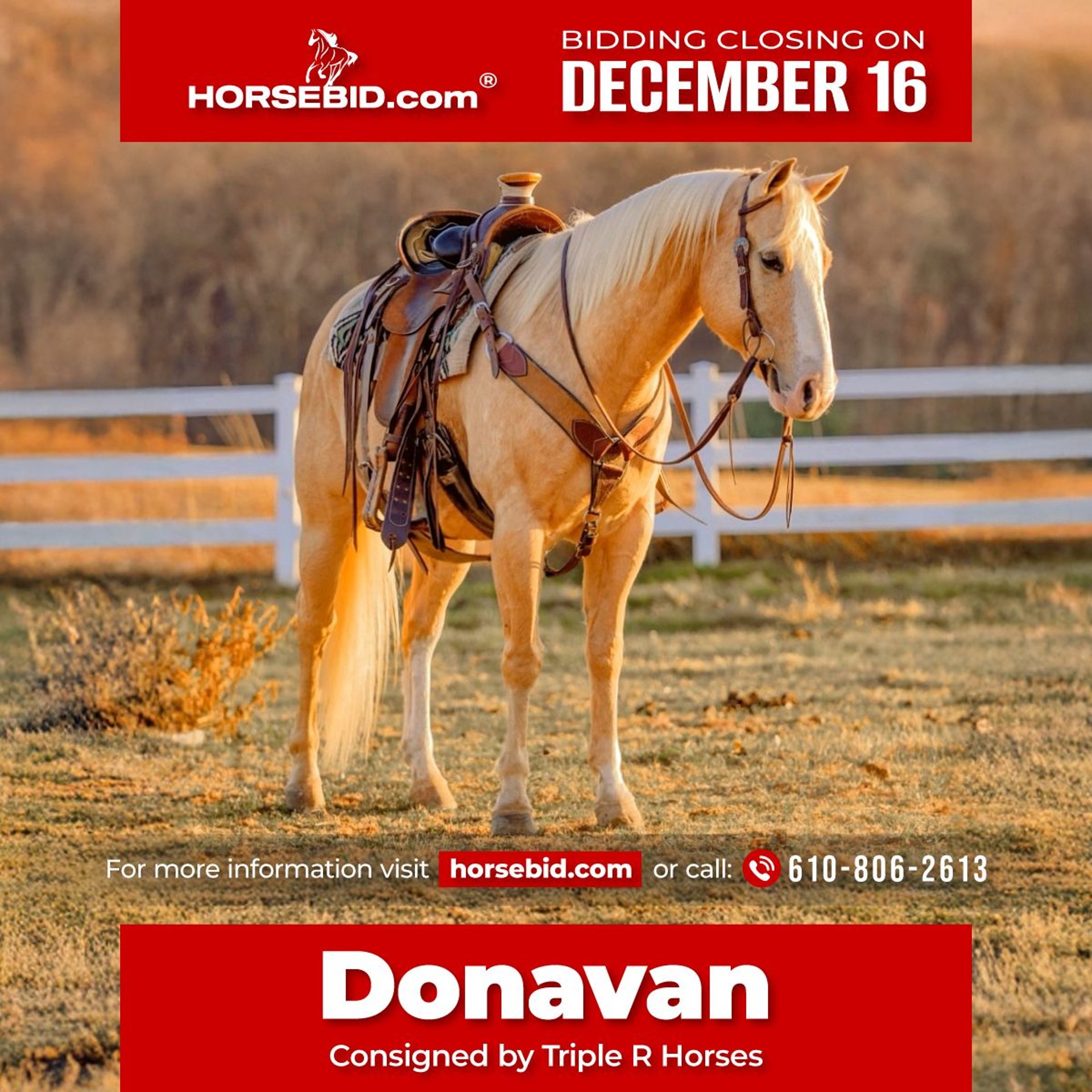 American Quarter Horse Gelding 9 years 15 hh Palomino in Honey Brook