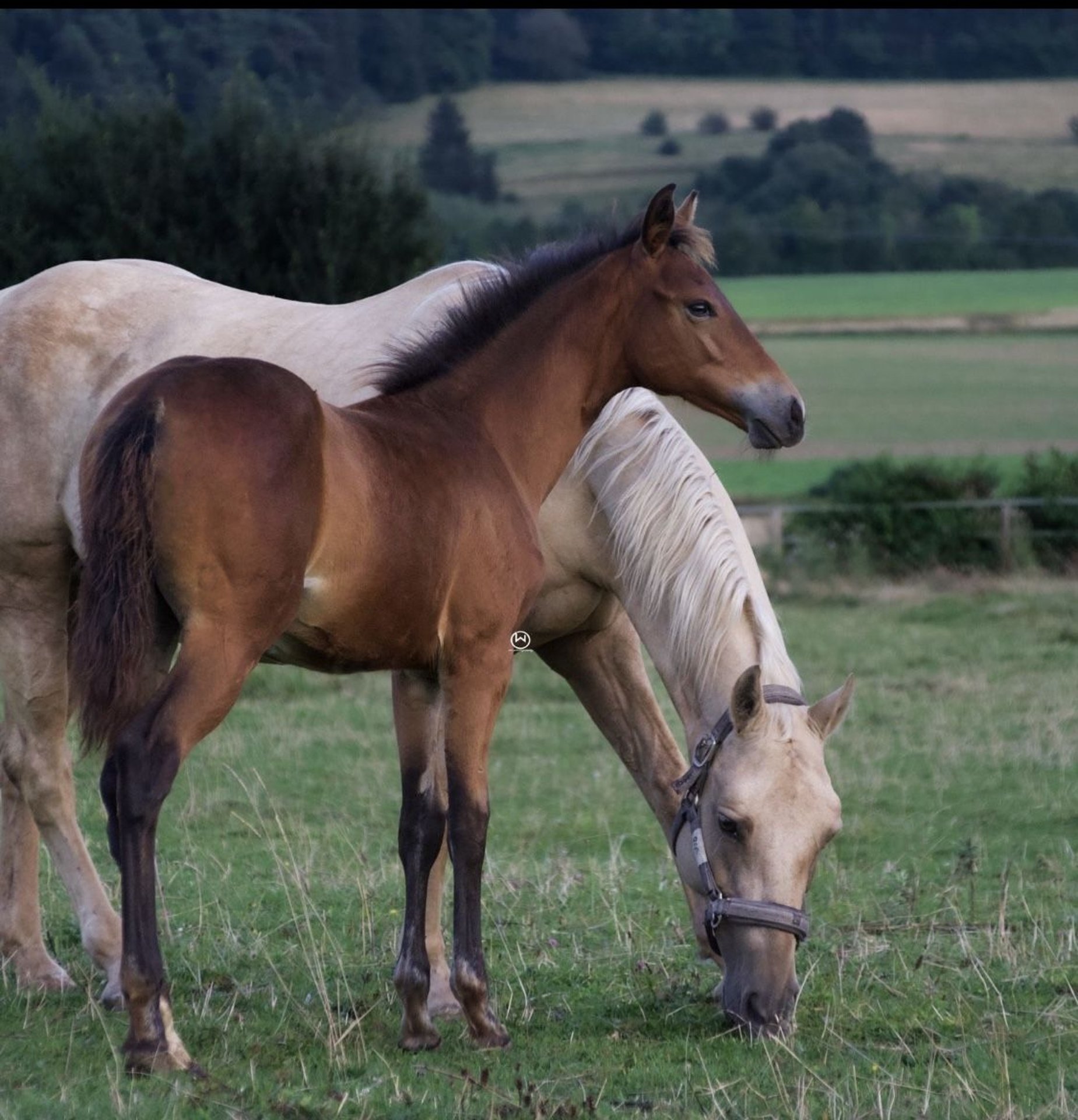 American Quarter Horse Stute 1 Jahr 152 cm Brauner in Berndorf