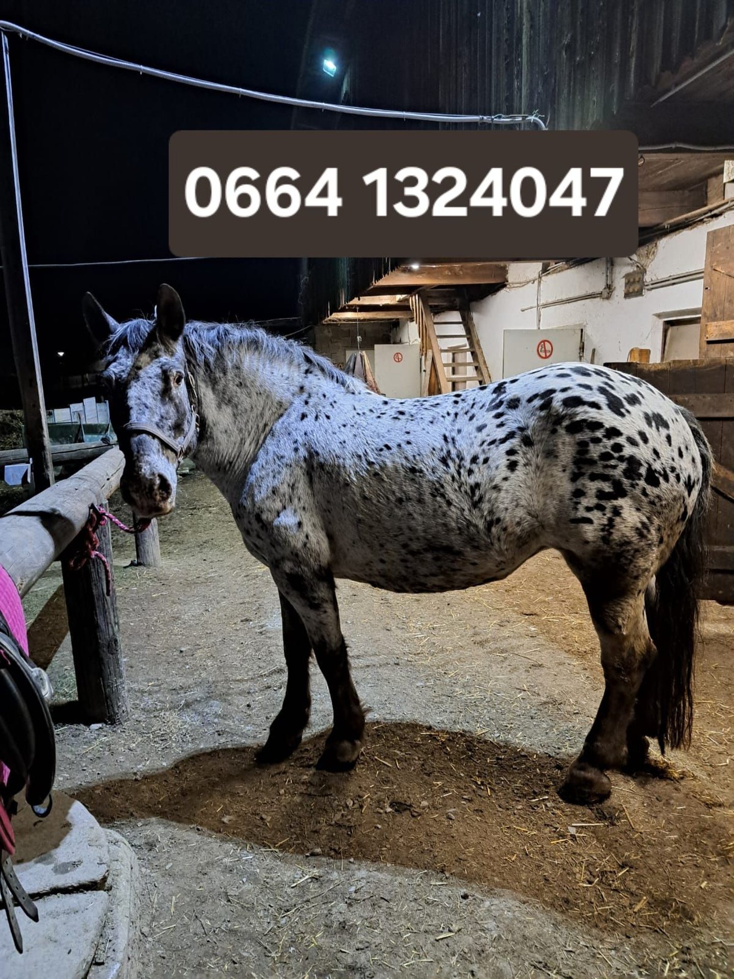 Noriker Mare 15 years Leopard-Piebald in Obertilliach