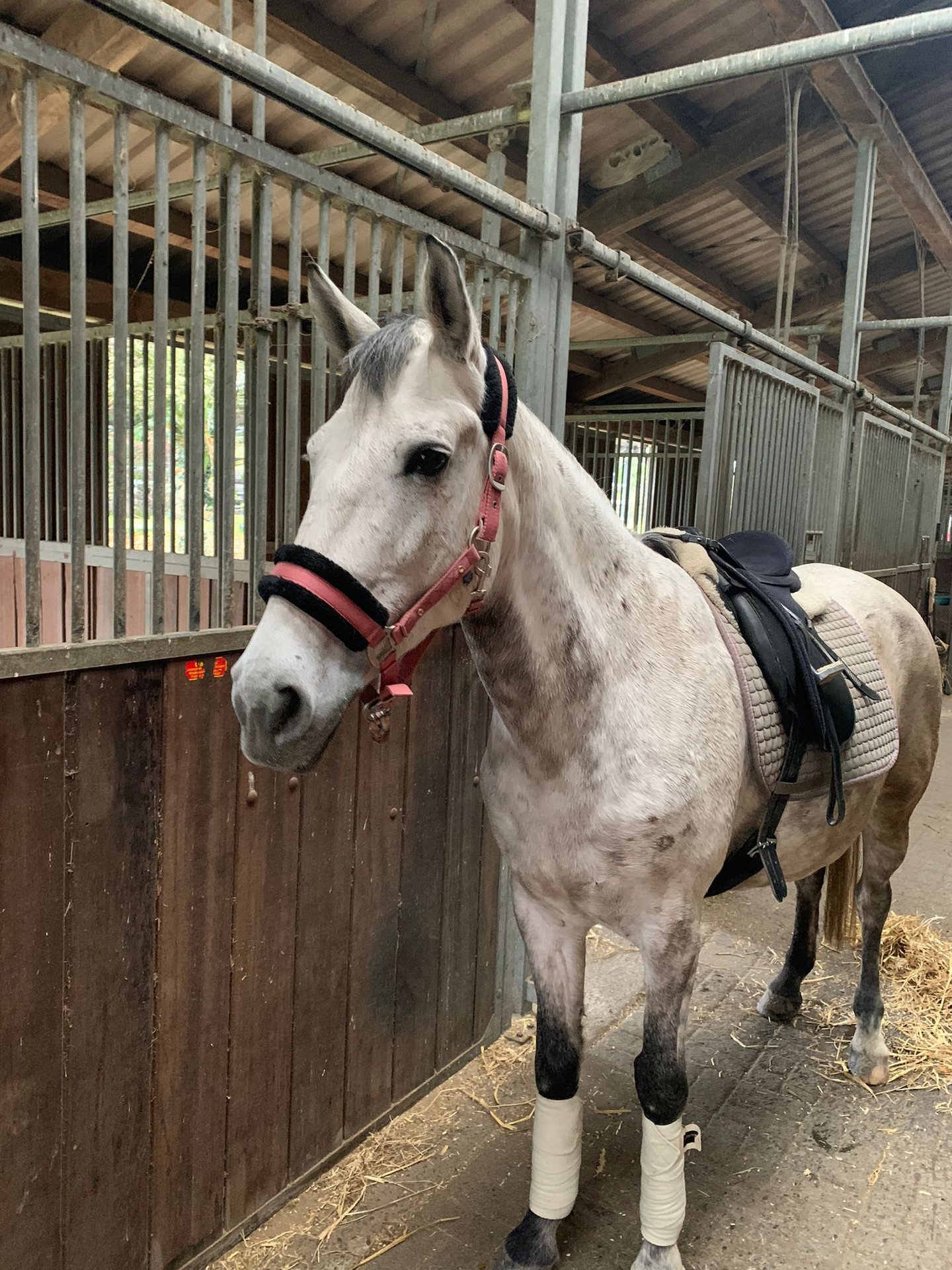Polski kuc wierzchowy Klacz 10 lat 148 cm Siwa in Arnsberg