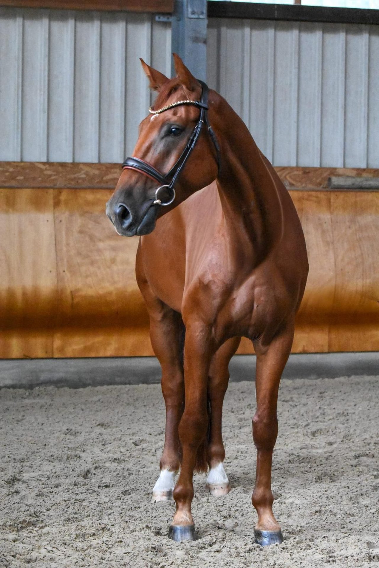 German Sport Horse Gelding 6 years 17 hh Chestnut-Red in Wölfersheim