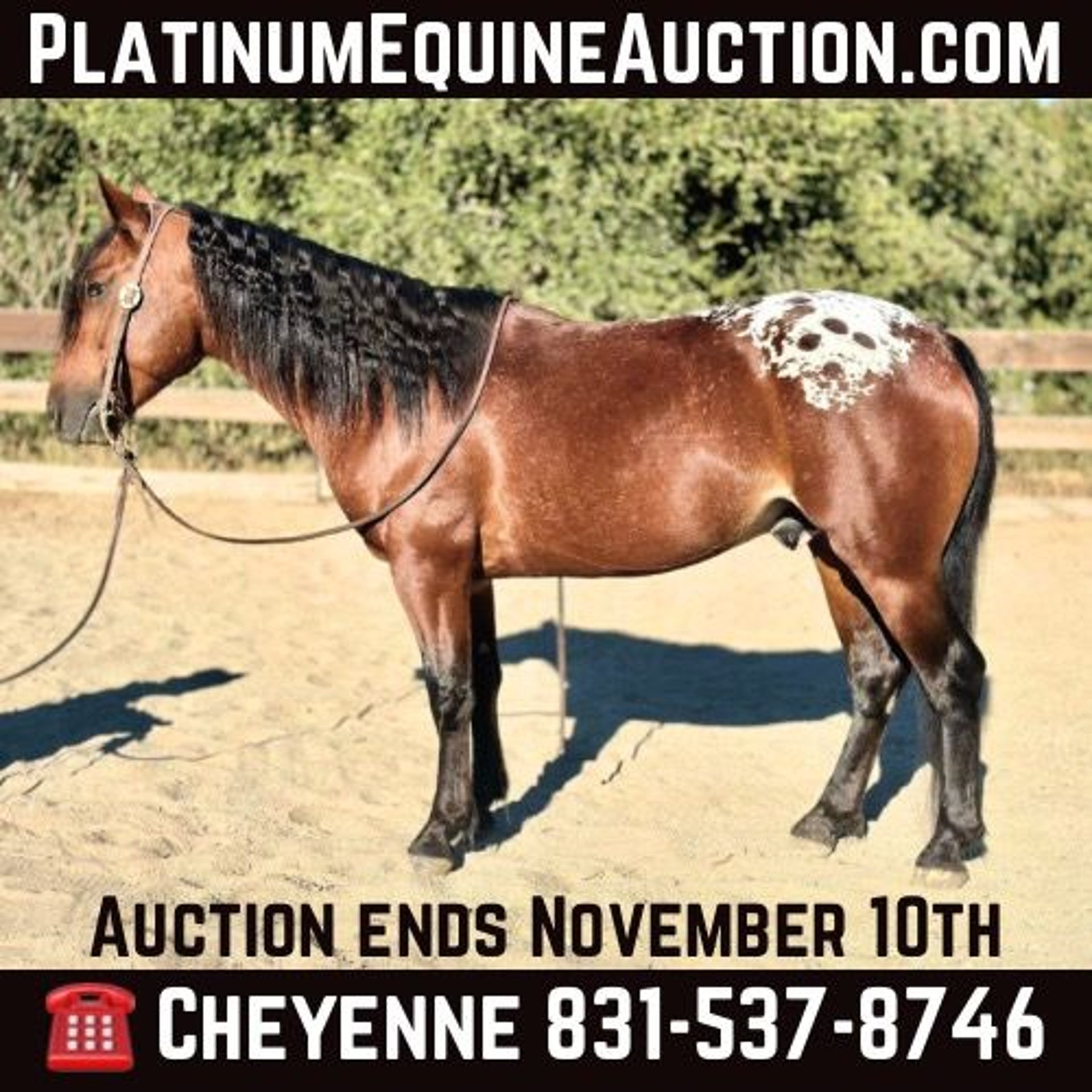 Appaloosa Ruin 7 Jaar 137 cm Roodbruin in Bitterwater, CA