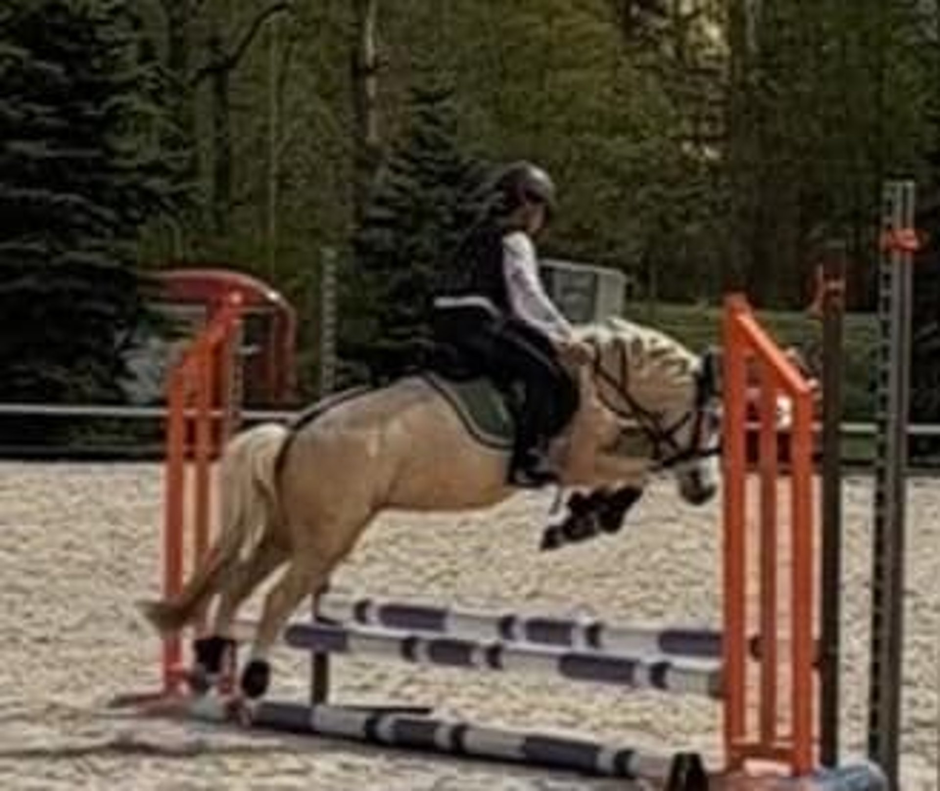 Weitere Ponys/Kleinpferde Stute 9 Jahre 114 cm Palomino in Czech Republic
