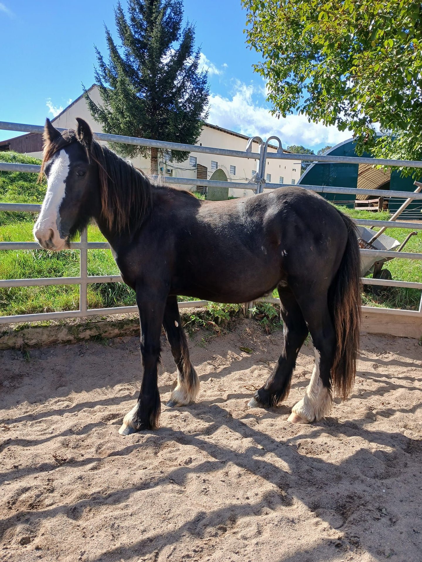 Gypsy Horse Stallion 2 years Black in Klecza Wlen