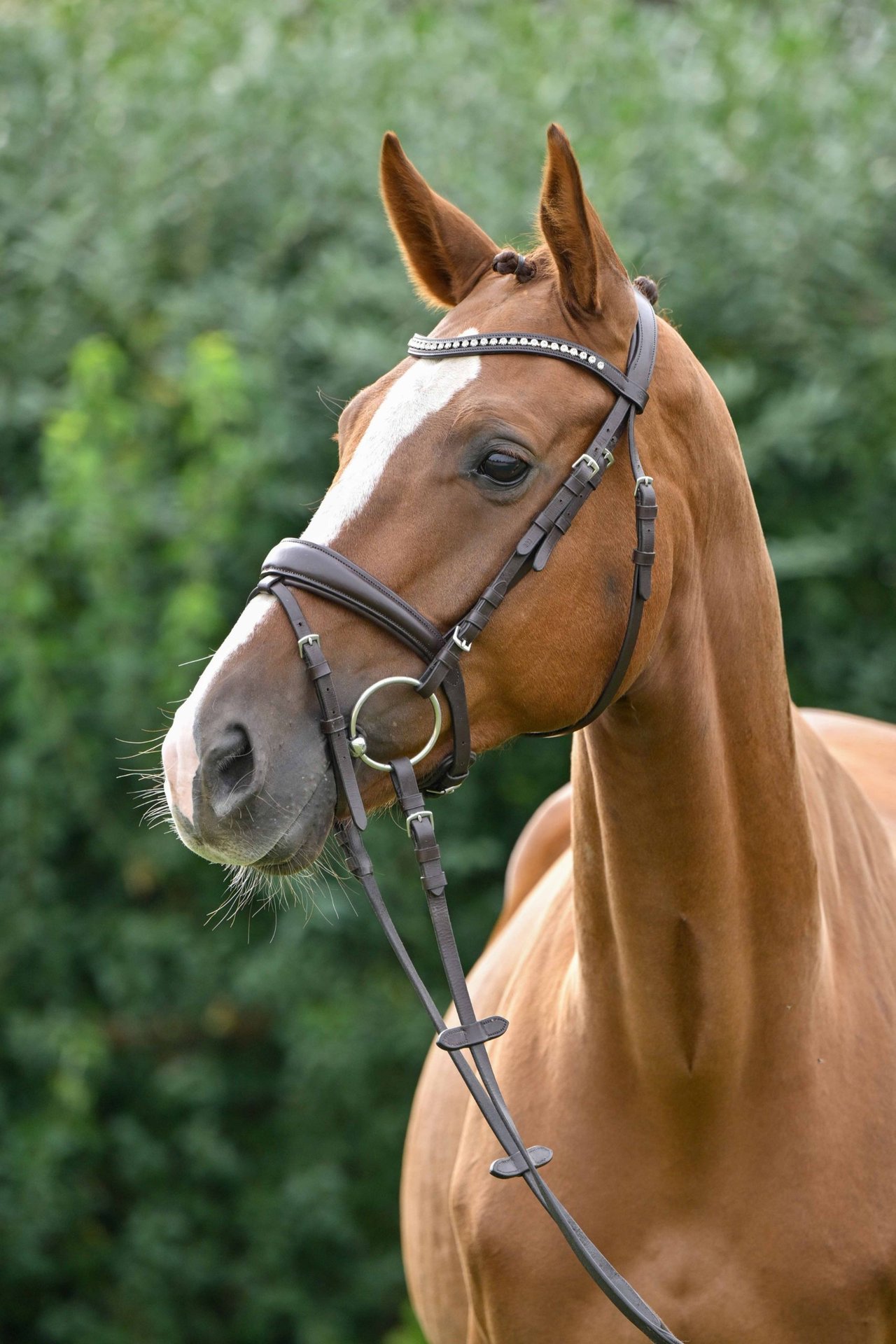 Deutsches Sportpferd Wallach 4 Jahre 162 cm Dunkelfuchs in Gomadingen