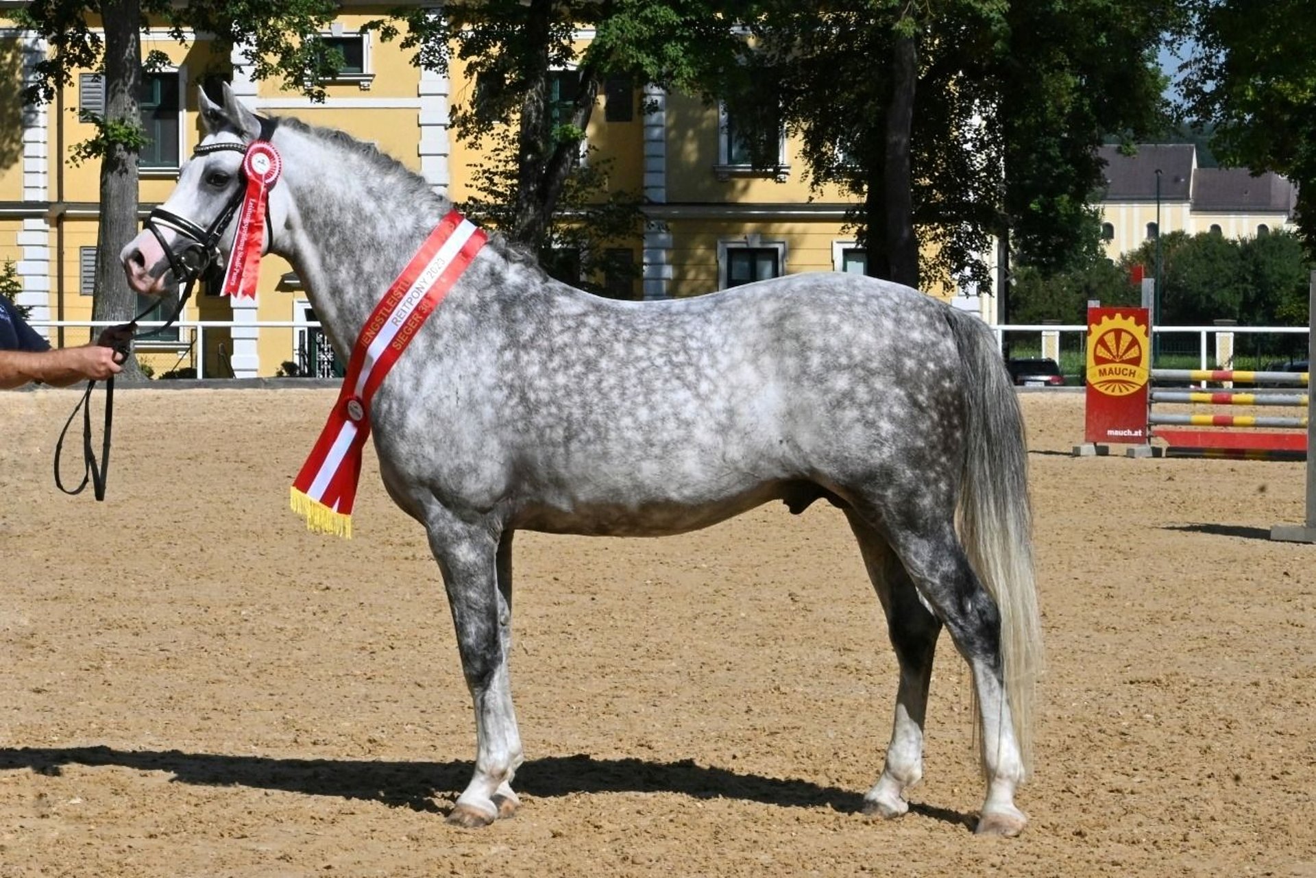 German Riding Pony Stallion Grey in Lippetal