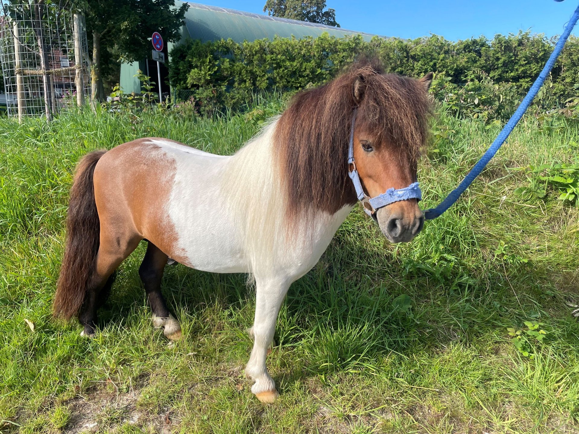 Mini poney Shetland Jument 1 Année 84 cm Pinto in Fehmarn