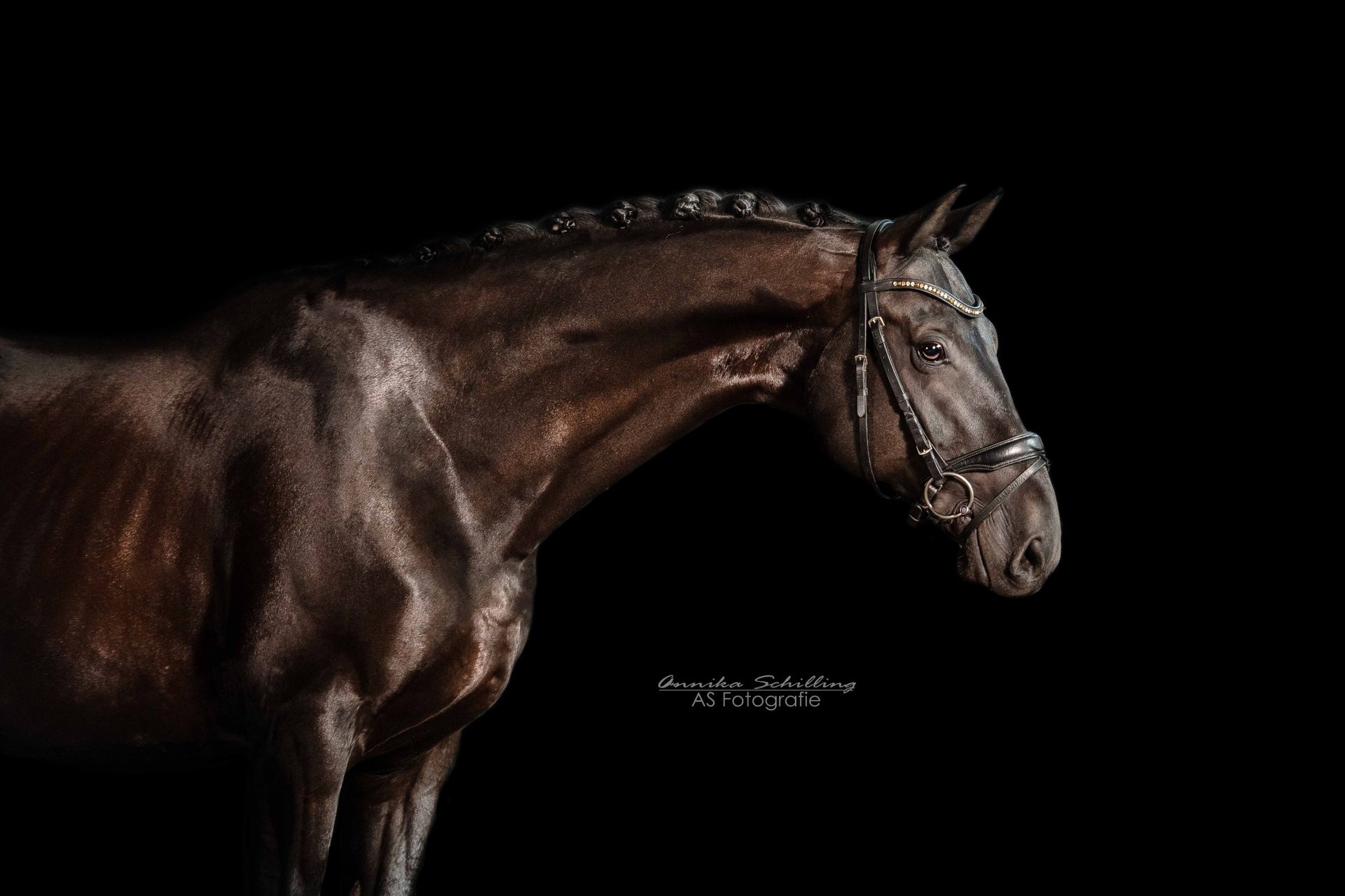 German Sport Horse Gelding 11 years 16,2 hh Black in Herrenberg