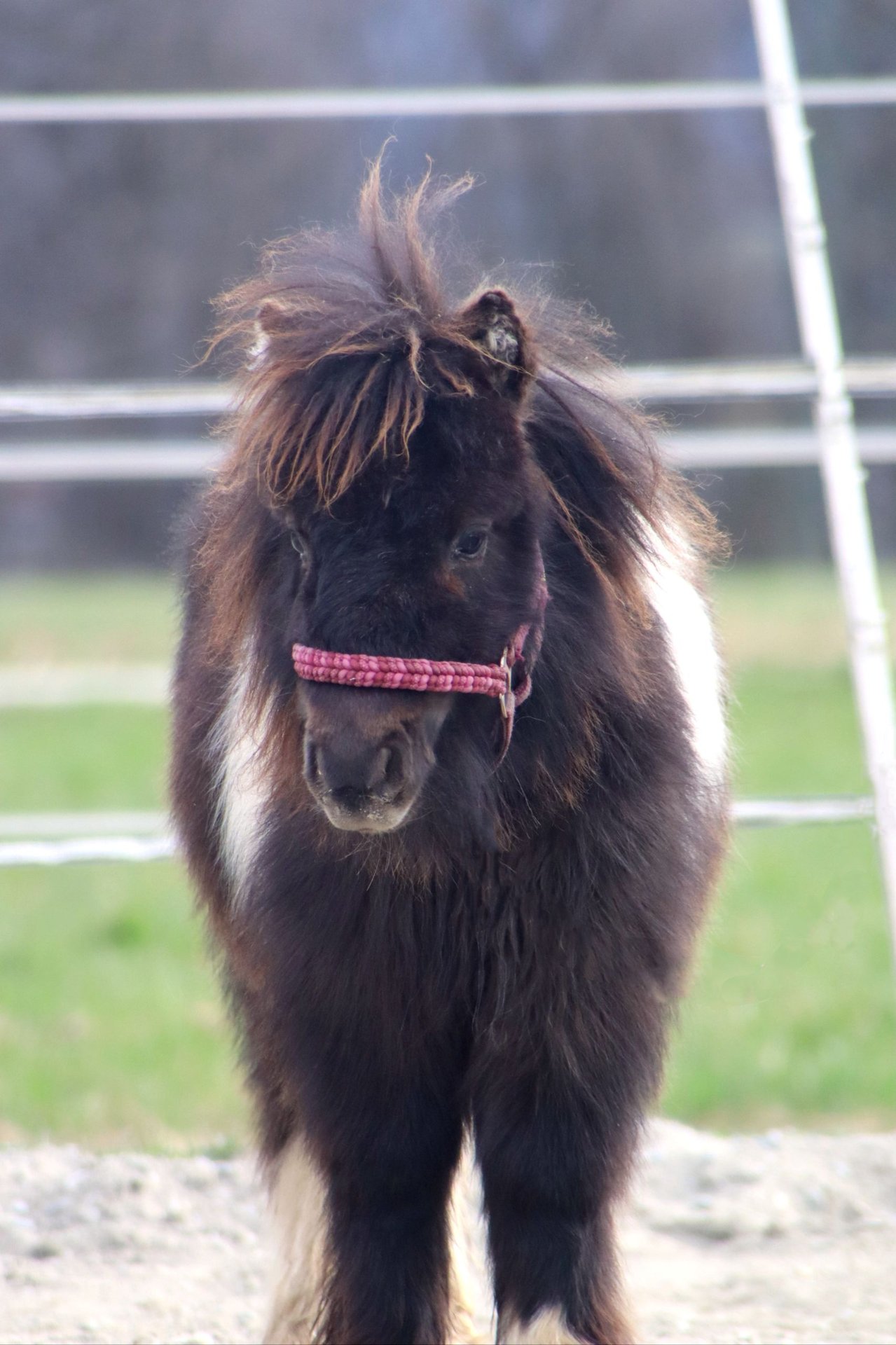 Shetland Mini Stallone 1 Anno 85 cm Pezzato in Kirchbichl