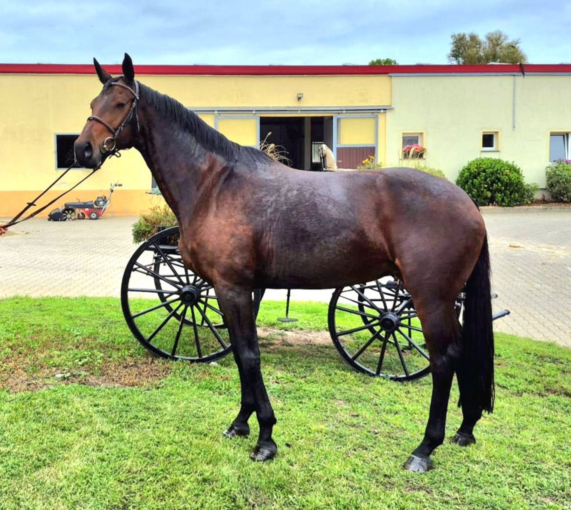 German Sport Horse Mare 8 years 16,1 hh Bay-Dark in Leipzig