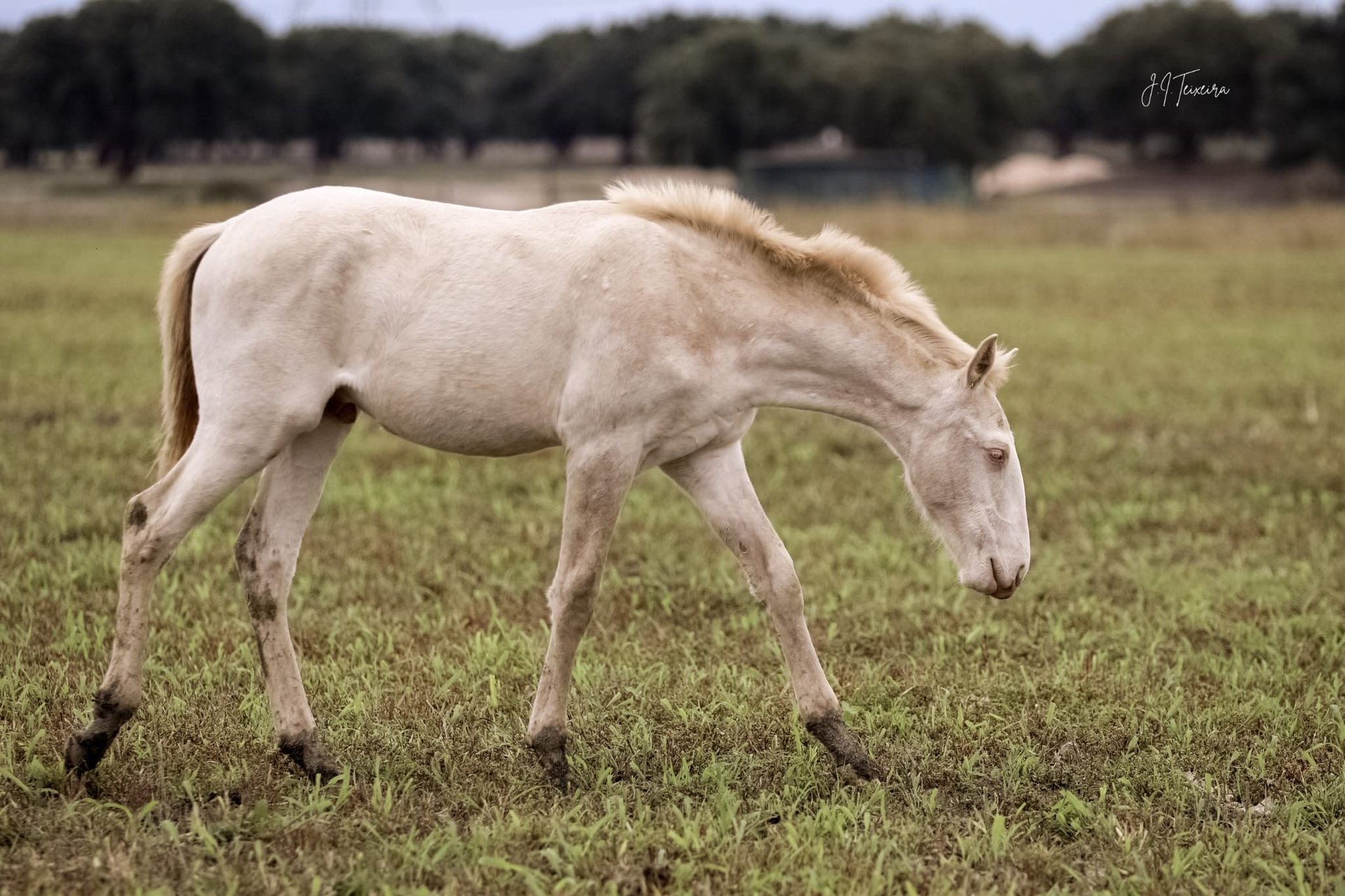 Lusitano Stallion Foal (04/2024) 16 hh Cremello in Rio-Maior