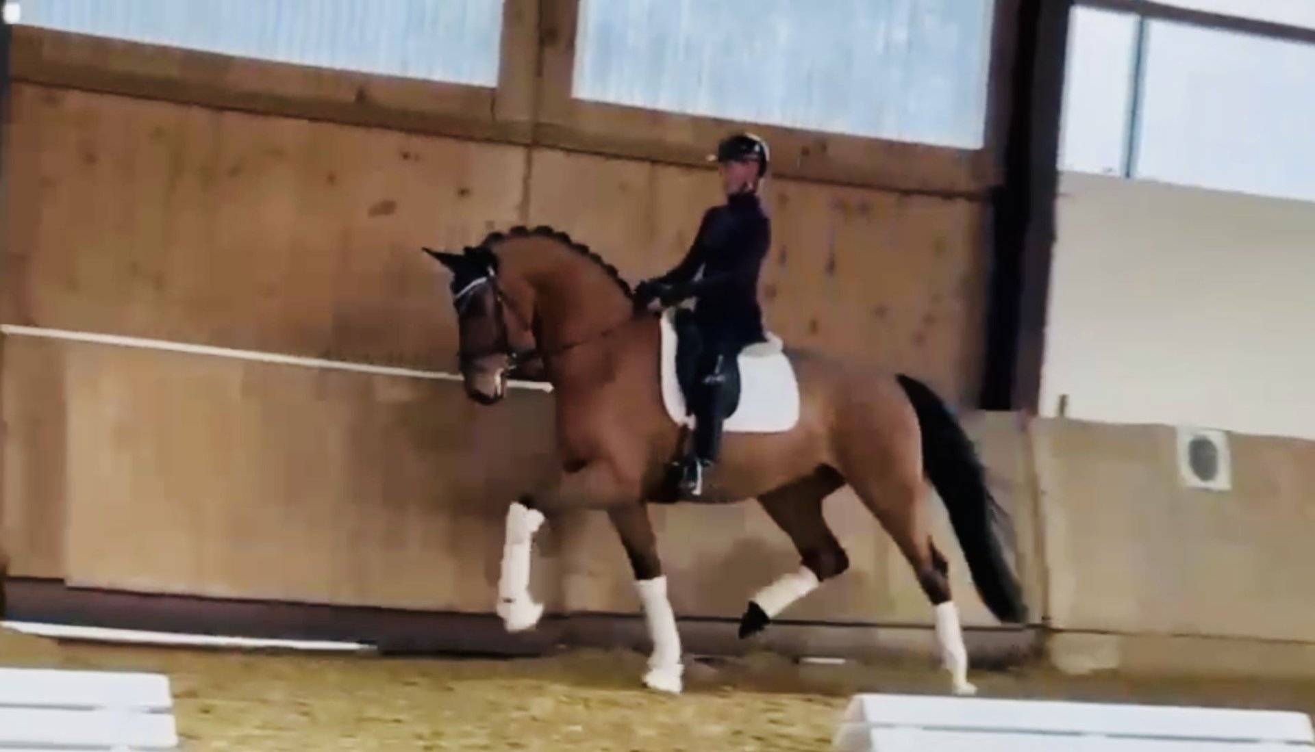 Oldenburg Gelding 4 years 16,3 hh Brown in Bielefeld