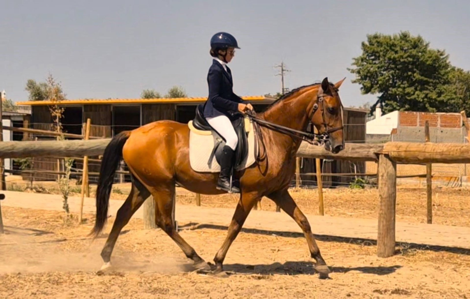 Lusitano Gelding 9 years 15,1 hh Brown in Samora Correia