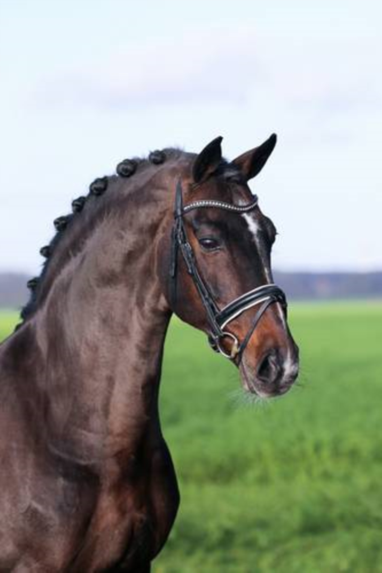 Oldenburg Stallion Bay-Dark in Löningen