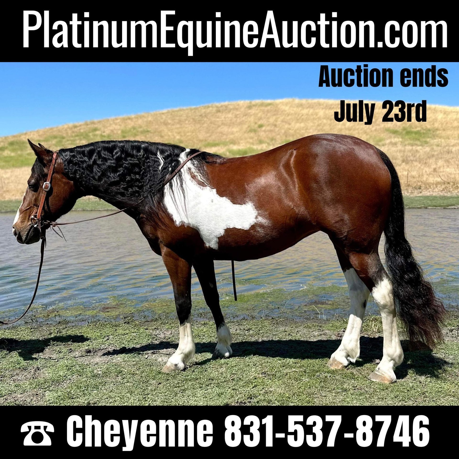 American Quarter Horse Gelding 13 years 14 hh Tobiano-all-colors in ...