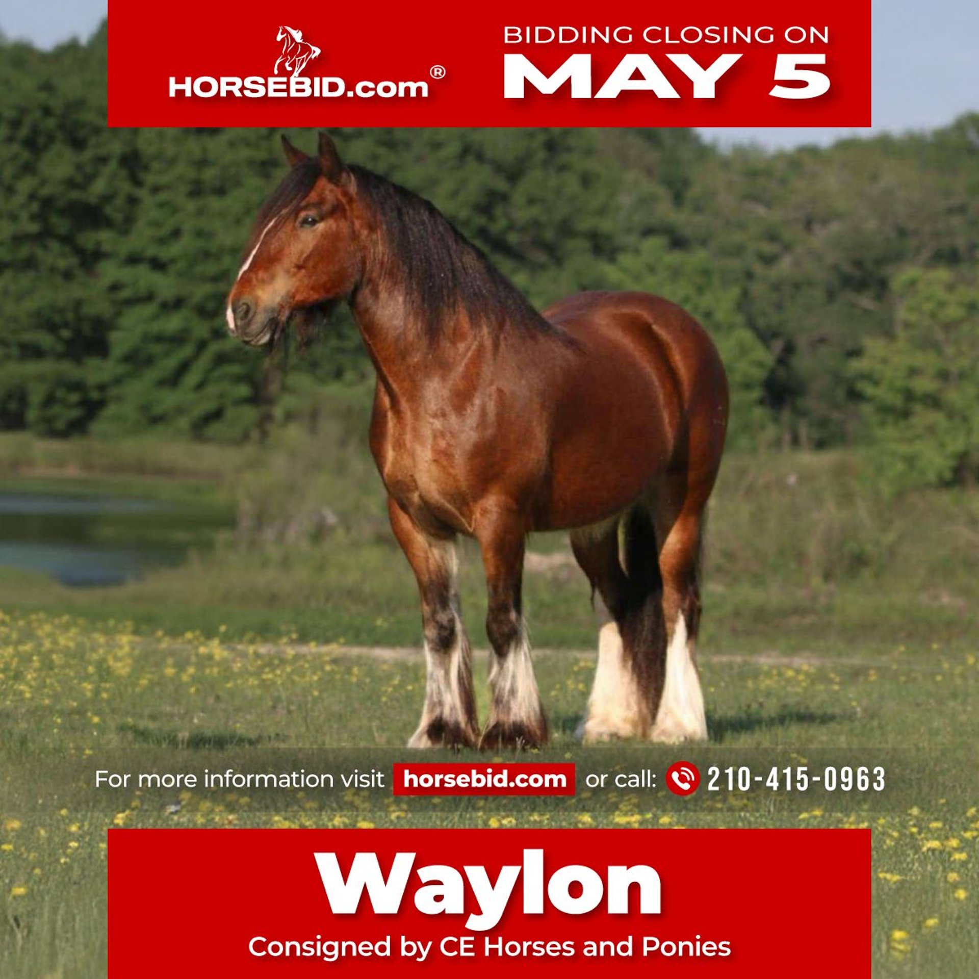 Gypsy Horse Mix Gelding 13 years 14,2 hh Bay in Carthage, TX